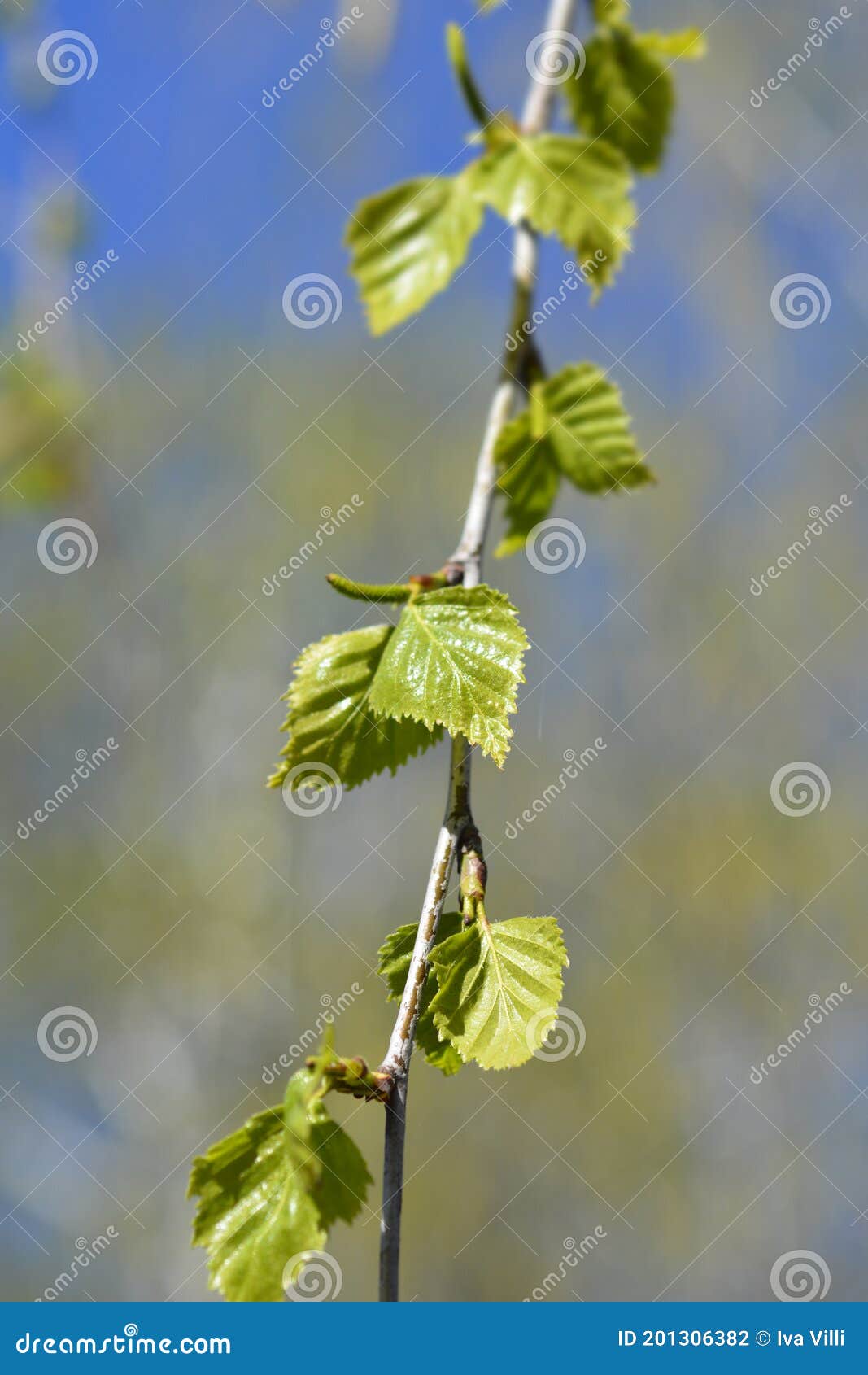 Common birch stock photo. Image of close, ament, leaf - 201306382
