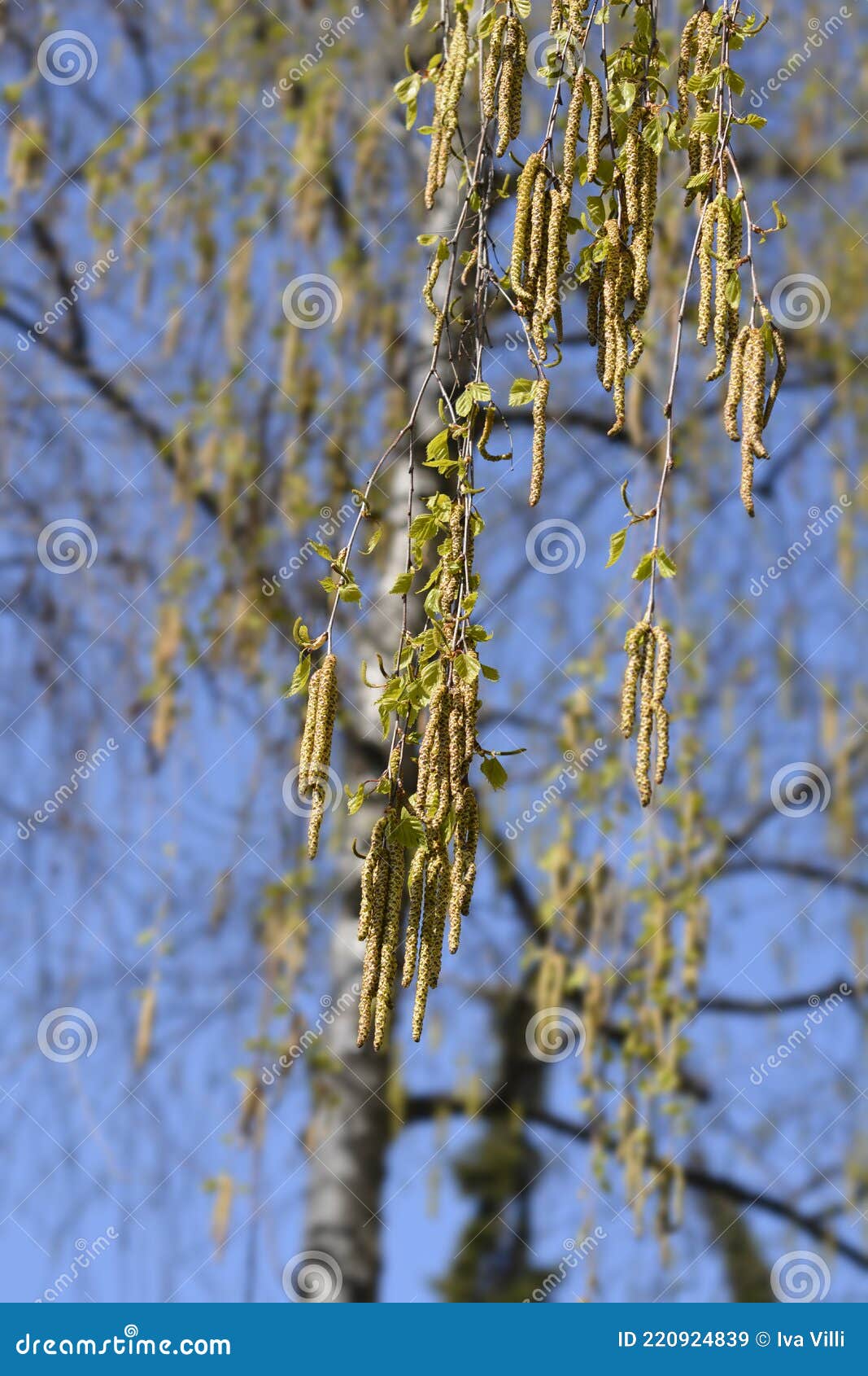 Common birch stock image. Image of leaf, outdoors, close - 220924839