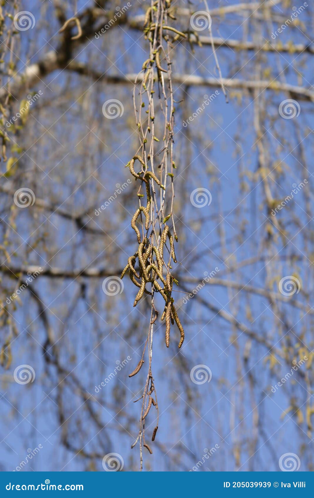 Common birch stock image. Image of outdoors, catkin - 205039939