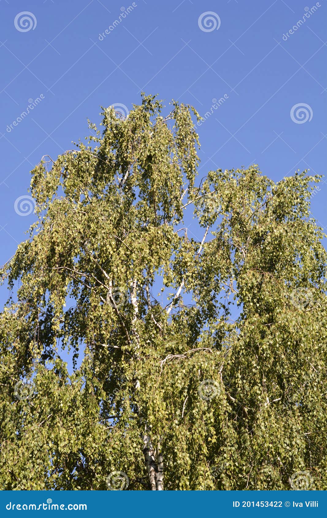 Common birch stock photo. Image of leaf, green, white - 201453422