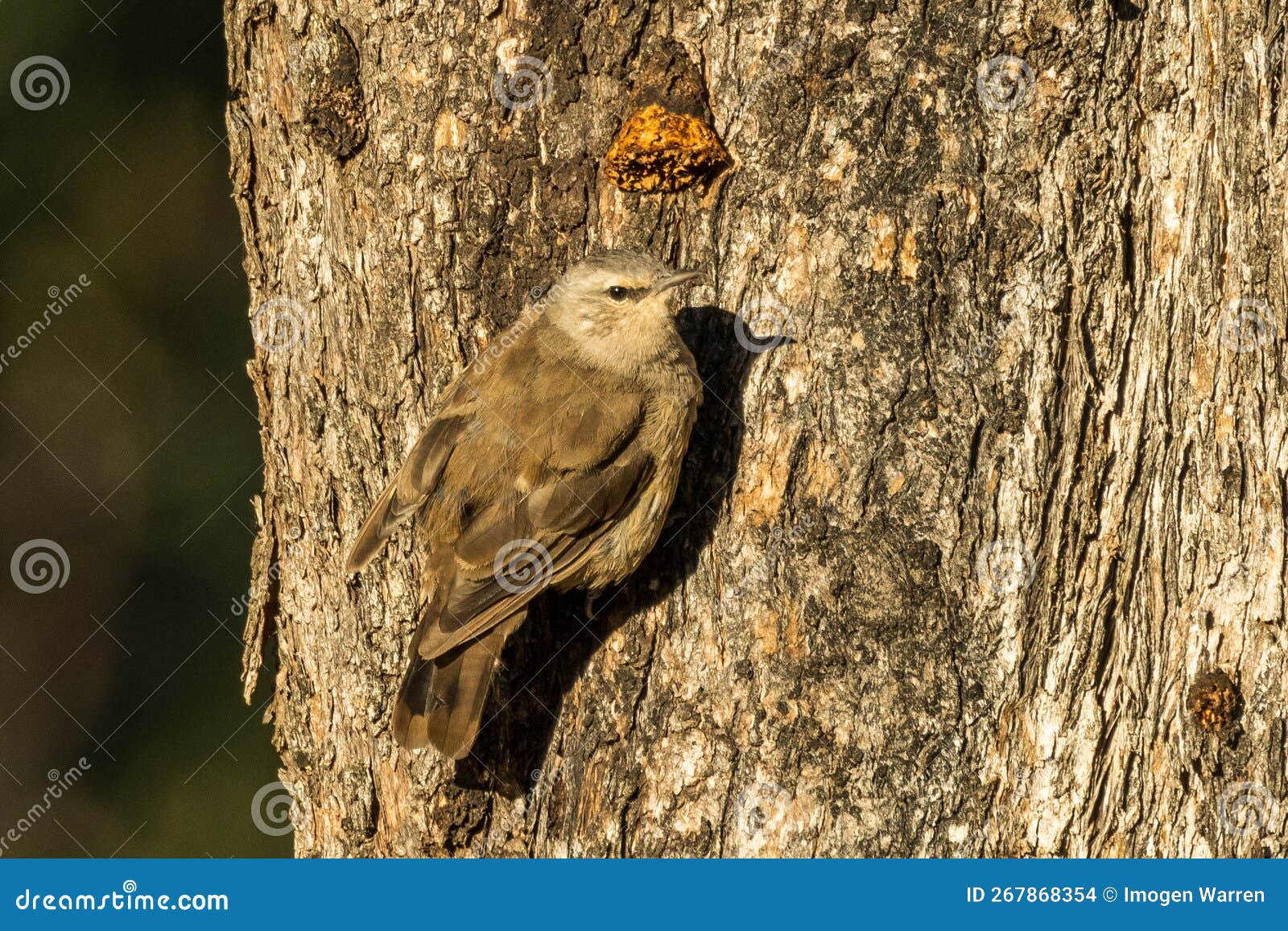 Brown Treecreeper in Victoria, Australia Stock Photo - Image of ...