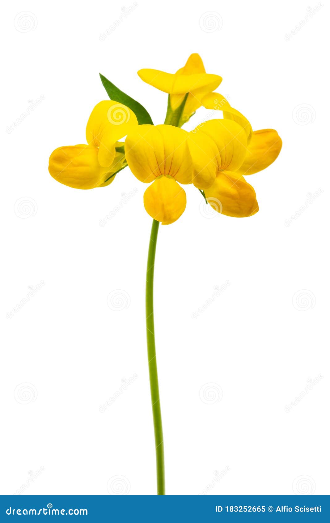 Common bird`s foot trefoil stock image. Image of flowers - 183252665