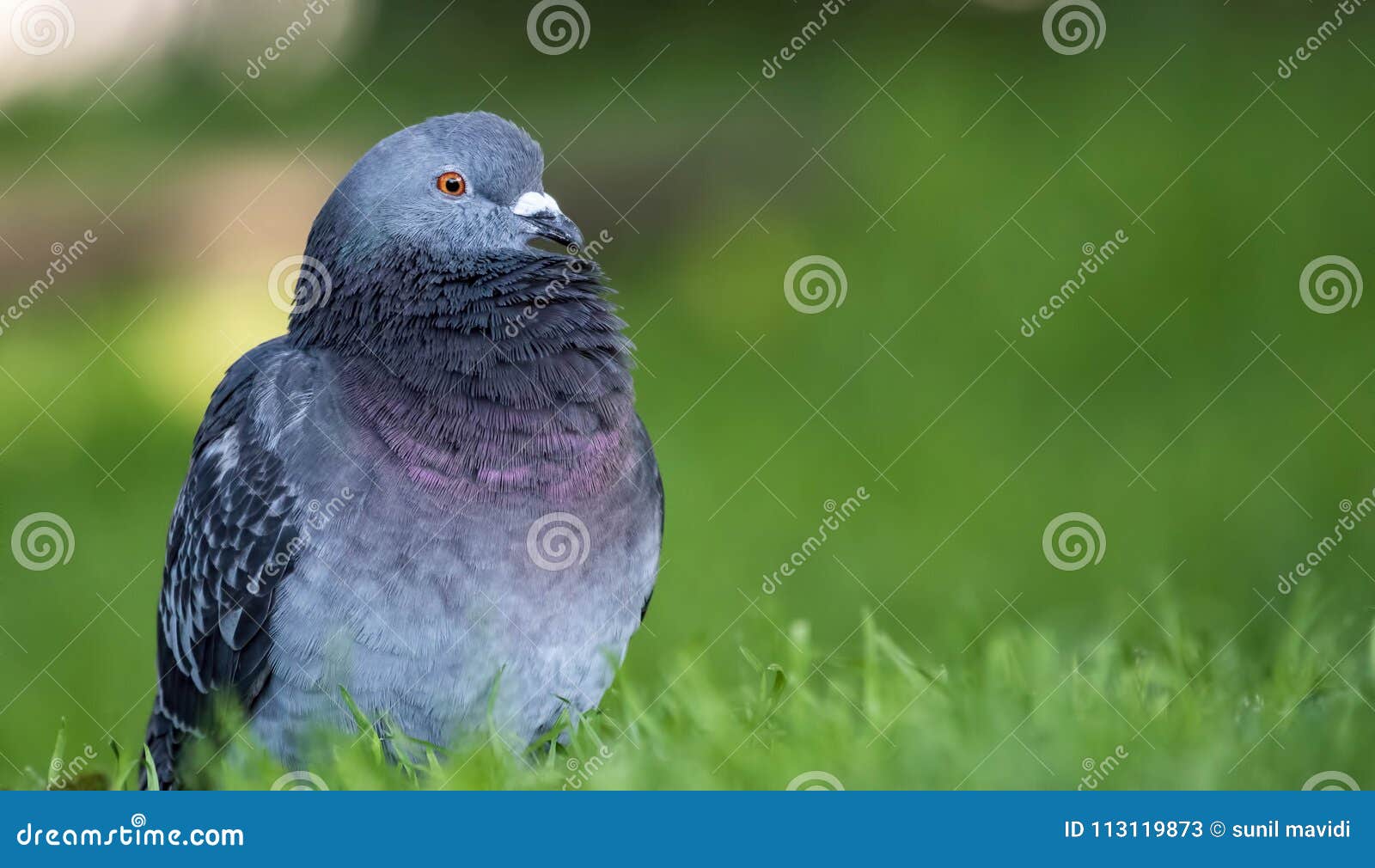 Pigeon stock image. Image of insects, common, ornithology - 113119873