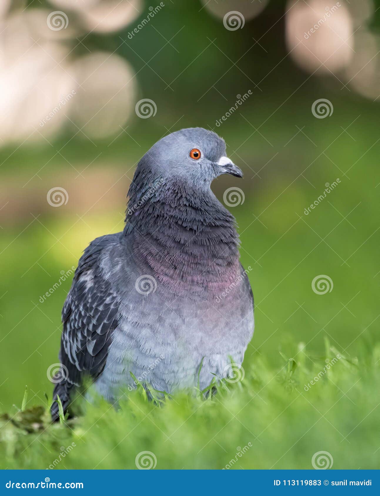 Pigeon stock image. Image of pigeon, birds, ornithology - 113119883