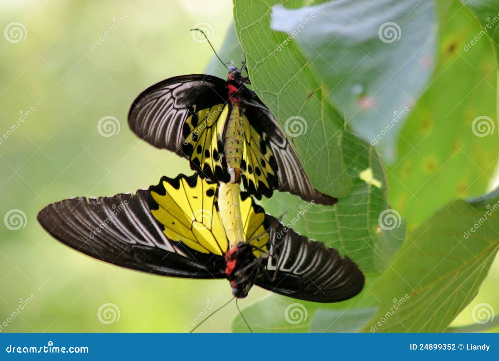 Common Birdwing Butterfly stock photo. Image of bright - 24899352