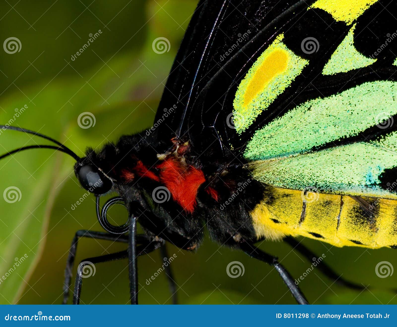 Common Birdwing (Troides Helena) Butterfly On A Branch Stock Photo ...