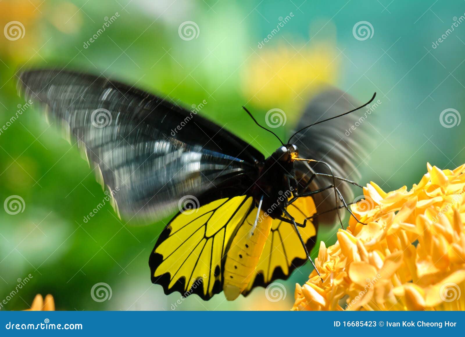 A Common Birdwing Butterfly in Flight Stock Image - Image of butterfly ...