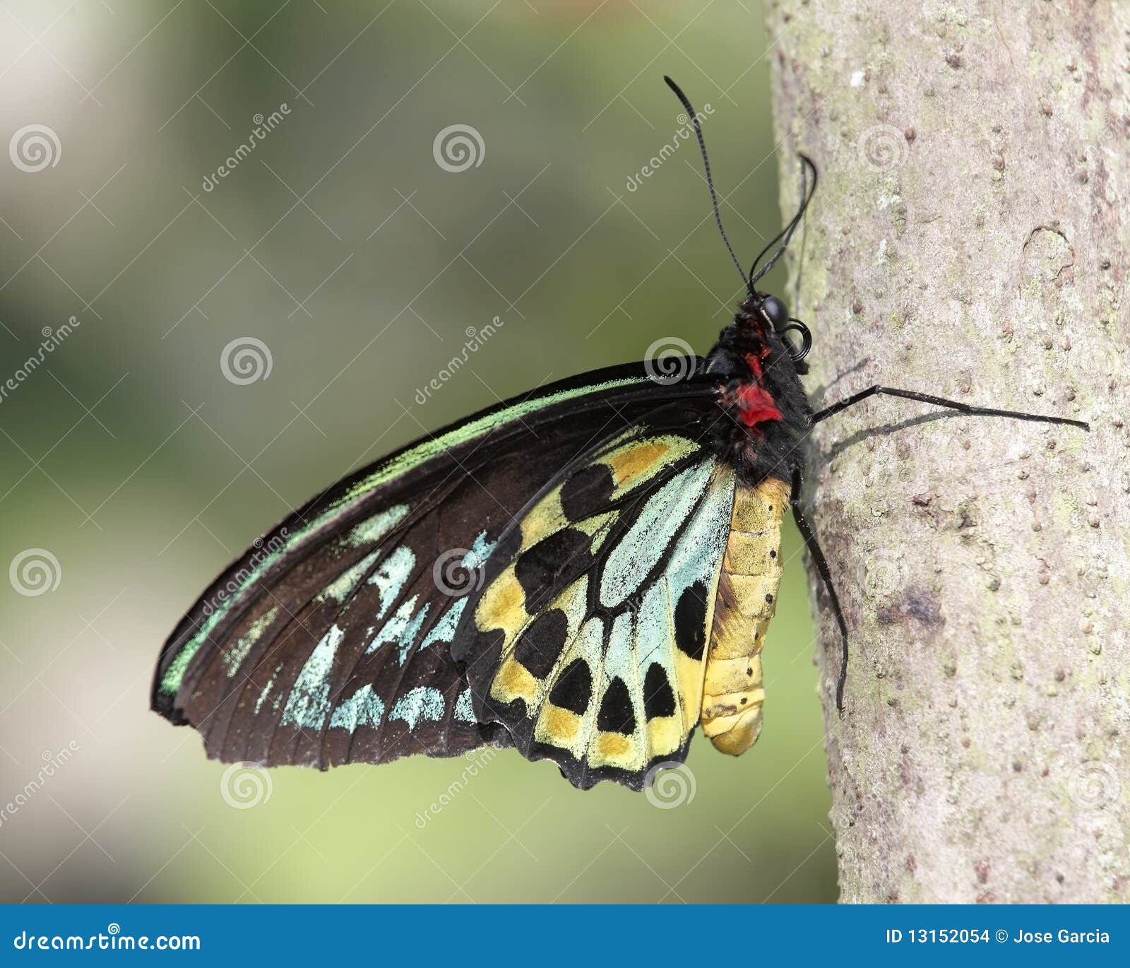Common Birdwing (Troides Helena) Butterfly on a Branch Stock Photo ...