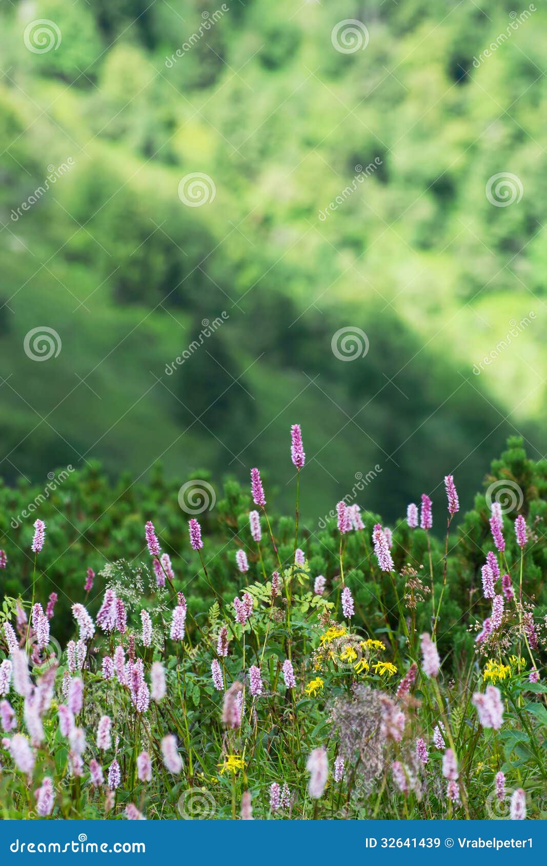 Common Bistort (Persicaria Bistorta) Flowering Stock Image - Image of ...
