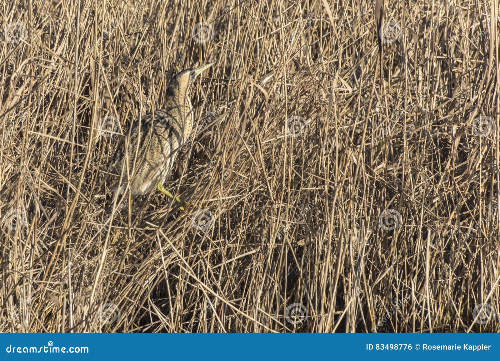 Common Bittern Botaurs Stellaris Stock Photo - Image of water, birdlife ...