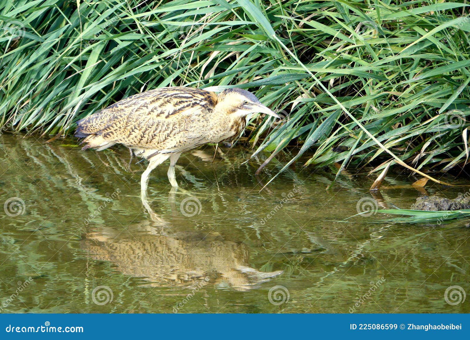 Common Bittern stock image. Image of botaurus, river - 225086599