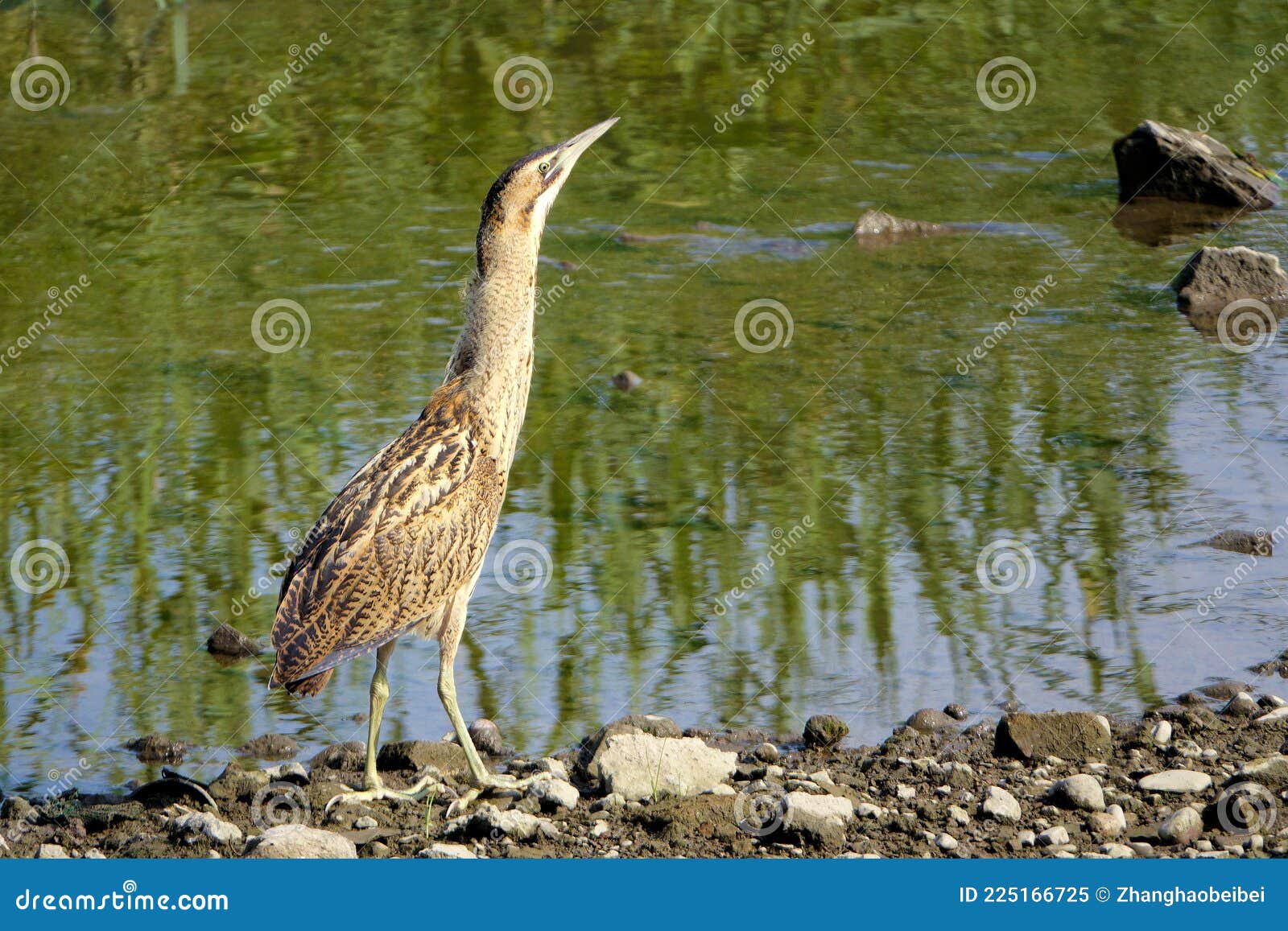 Common Bittern stock image. Image of life, bird, wild - 225166725
