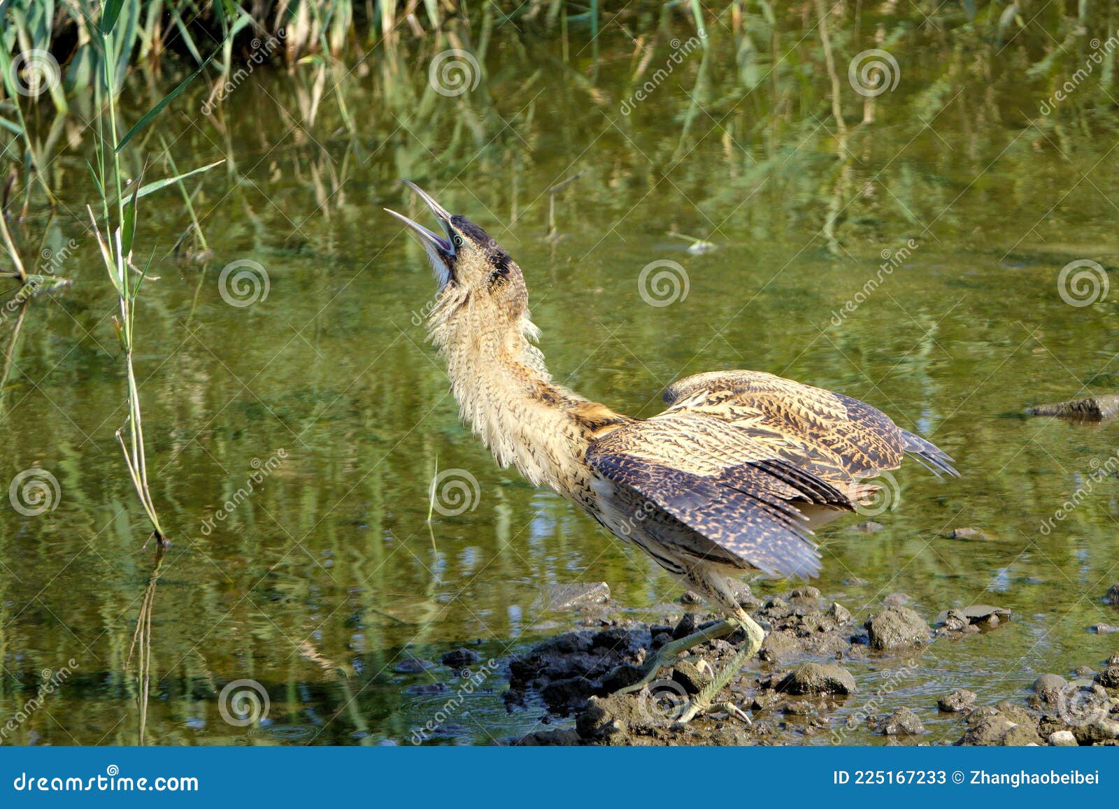 Common Bittern stock image. Image of botaurus, animals - 225167233