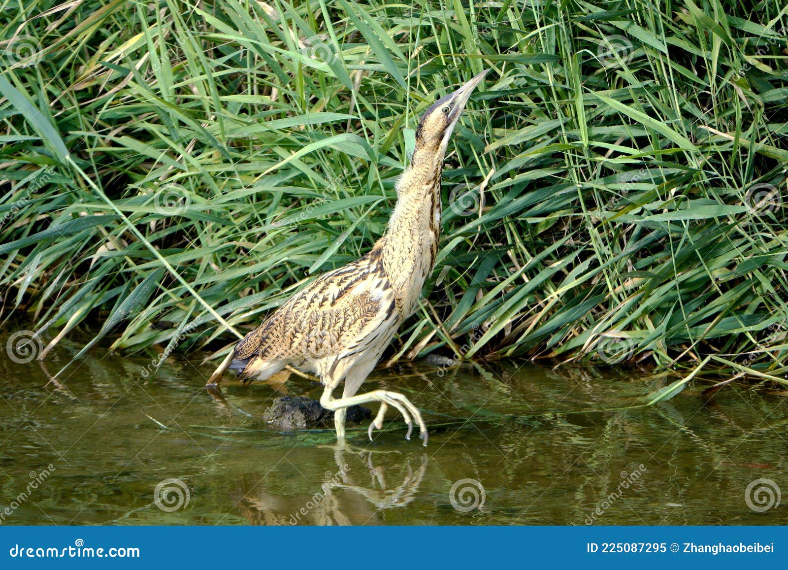 Common Bittern stock image. Image of botaurus, wild - 225087295