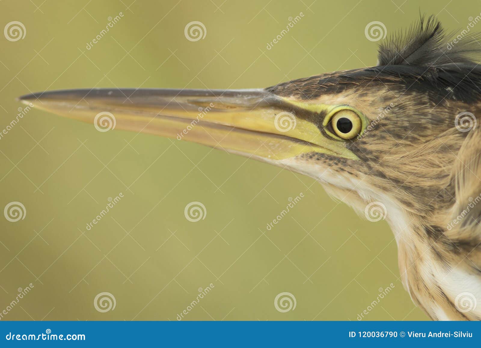 Common bittern wild bird ! stock photo. Image of fauna - 120036790