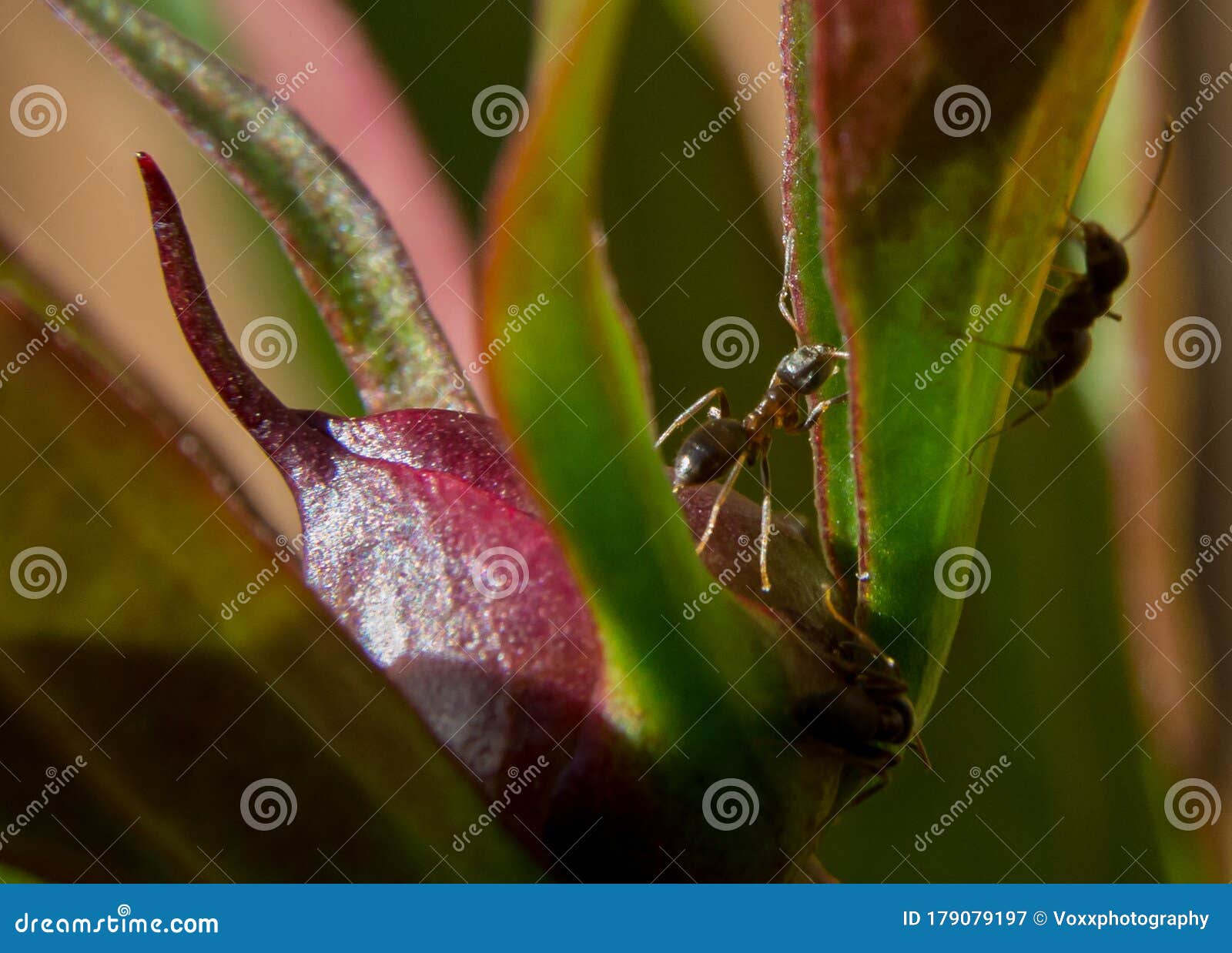 Common Black Hawk Stock Photo | CartoonDealer.com #342897024