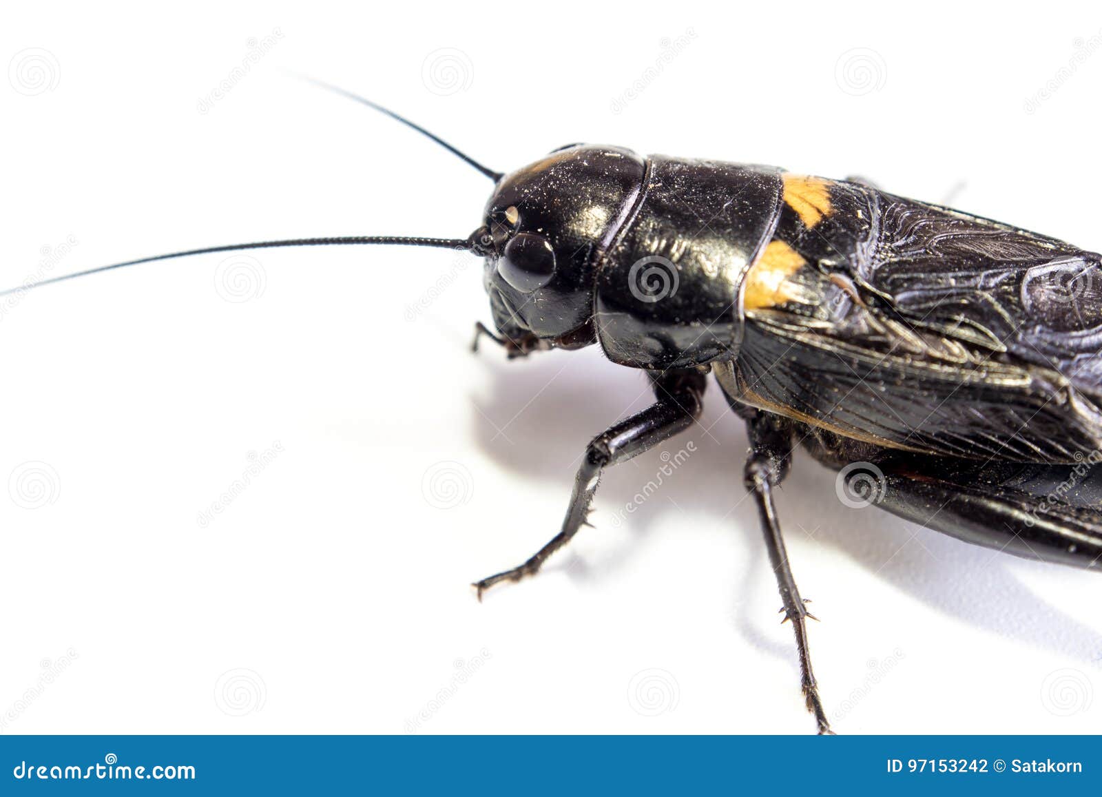 Common Black Cricket Isolated on White Background Stock Photo - Image ...