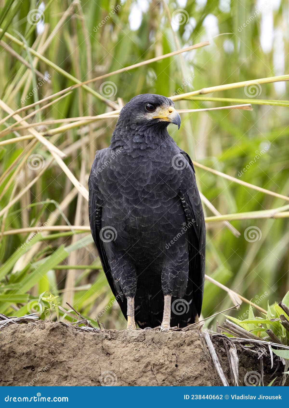 Common Black Hawk, Buteogallus Anthracinus, is a Large Predator, Costa ...