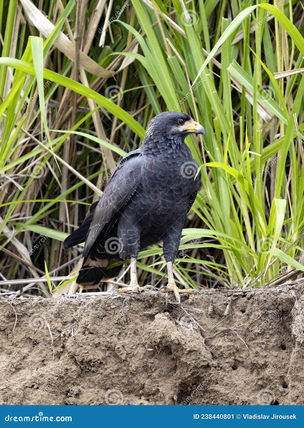 Common Black Hawk, Buteogallus Anthracinus, is a Large Predator, Costa ...