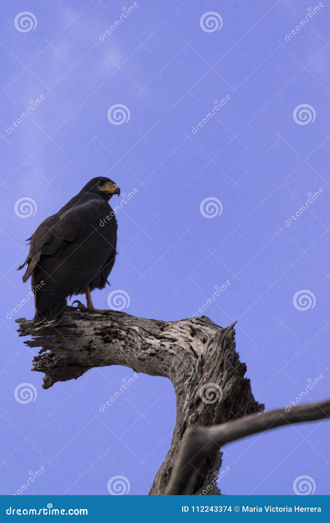 Black hawk perched on tree stock photo. Image of claws - 112243374