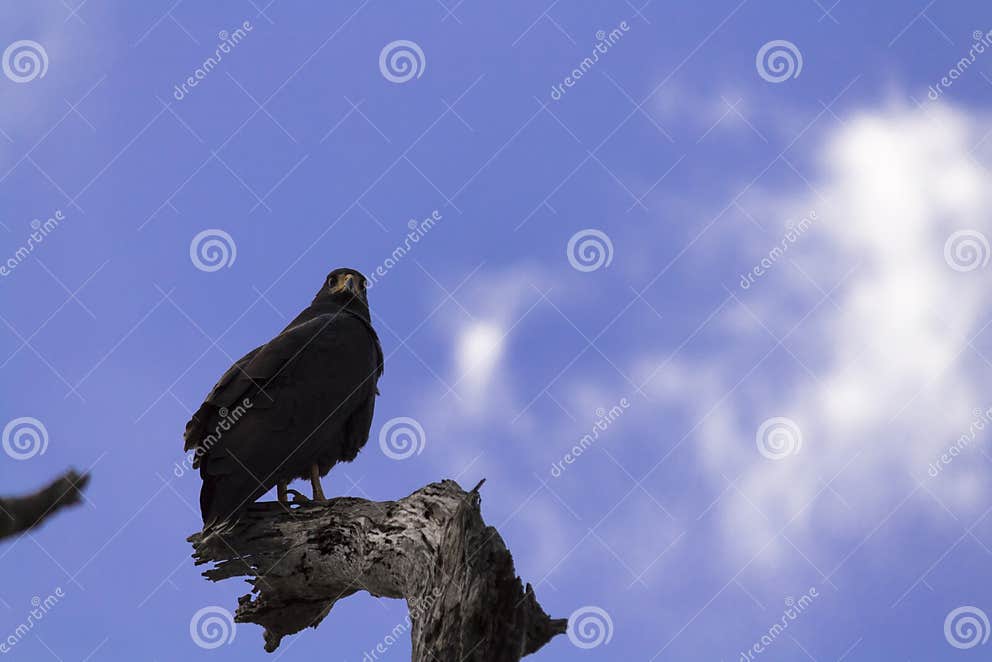 Black hawk perched on tree stock image. Image of predator - 112243495