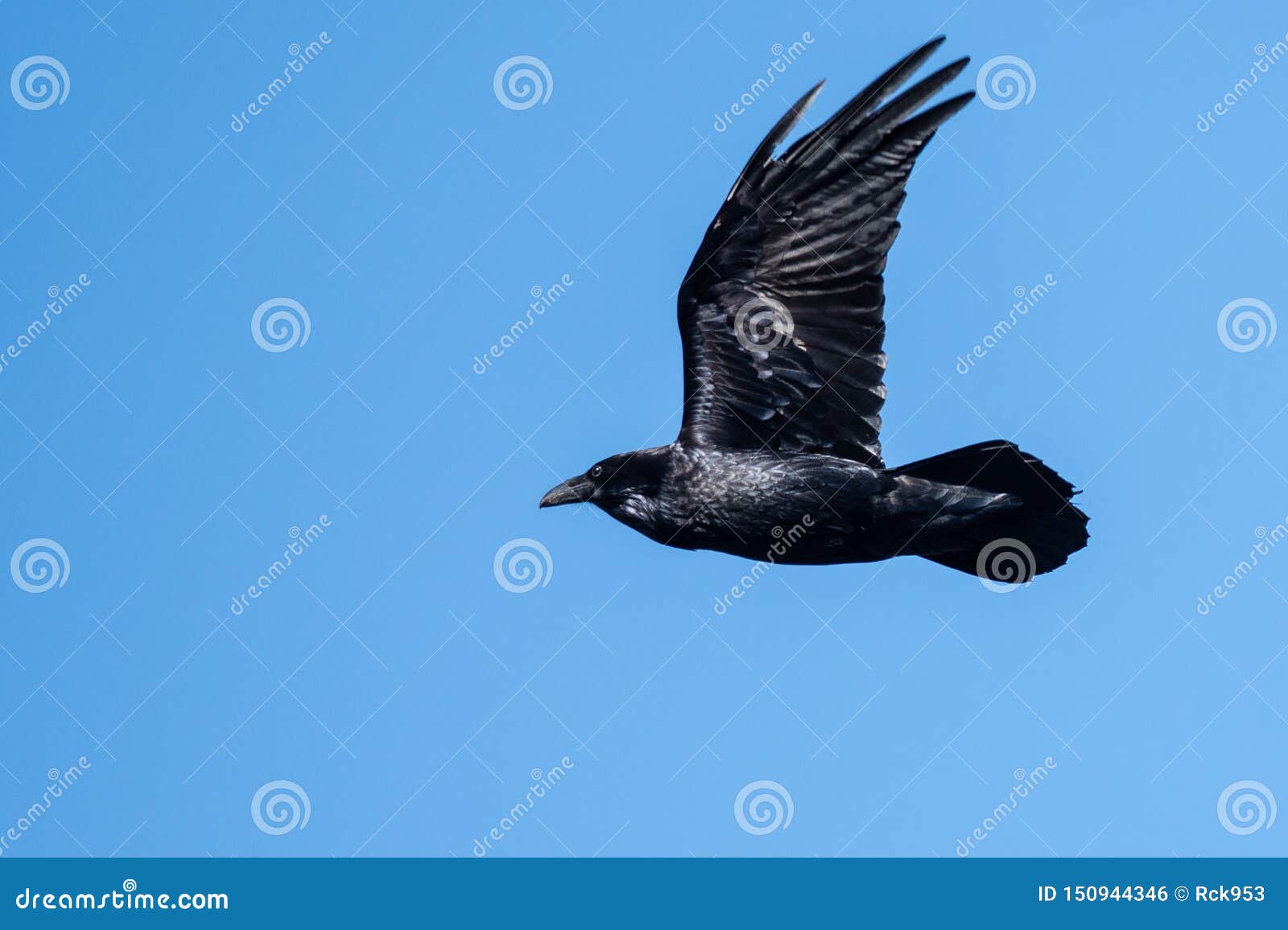 Common Black Raven Flying in a Blue Sky Stock Photo - Image of america ...