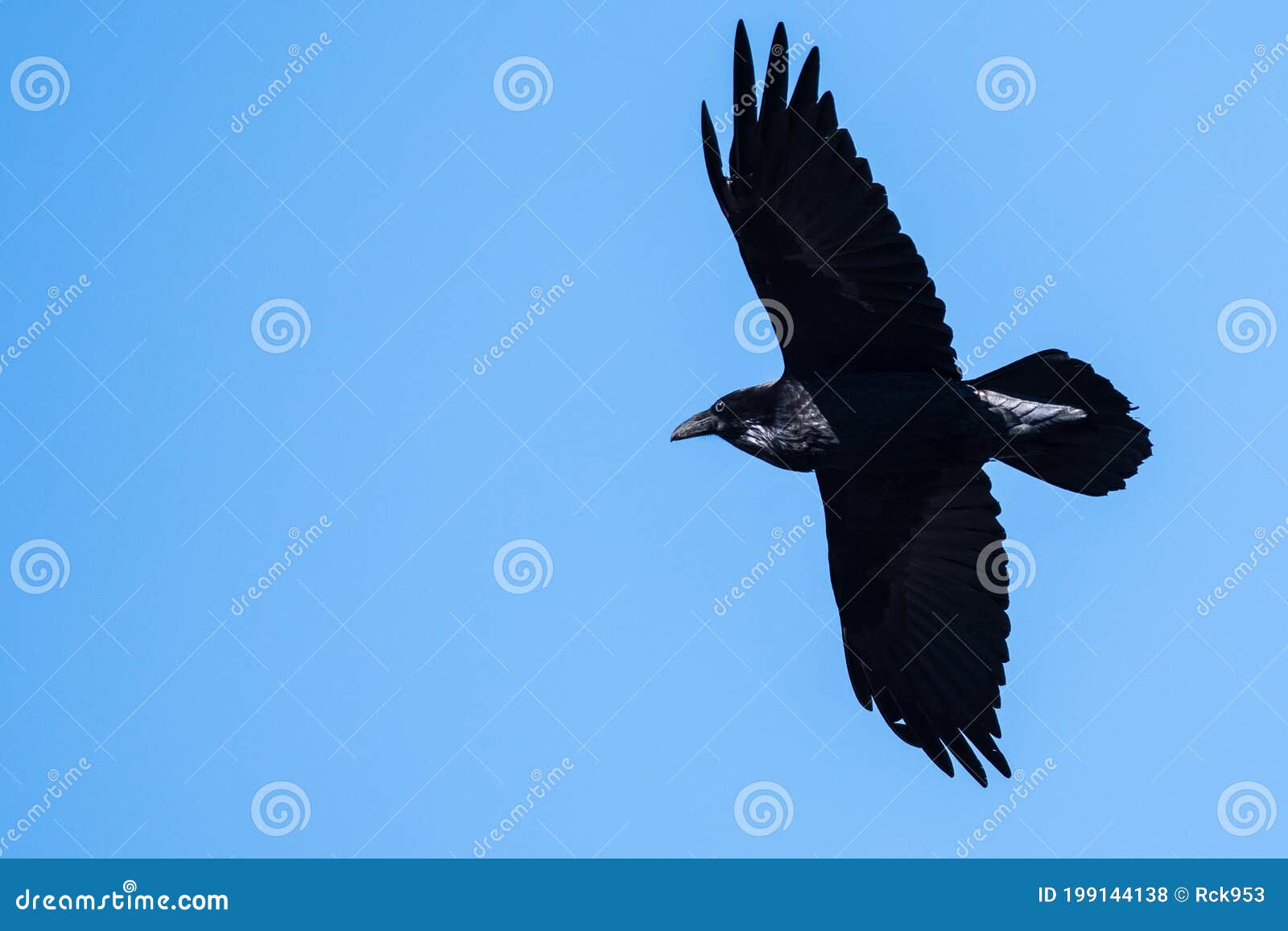 Common Black Raven Flying in a Blue Sky Stock Photo - Image of america ...