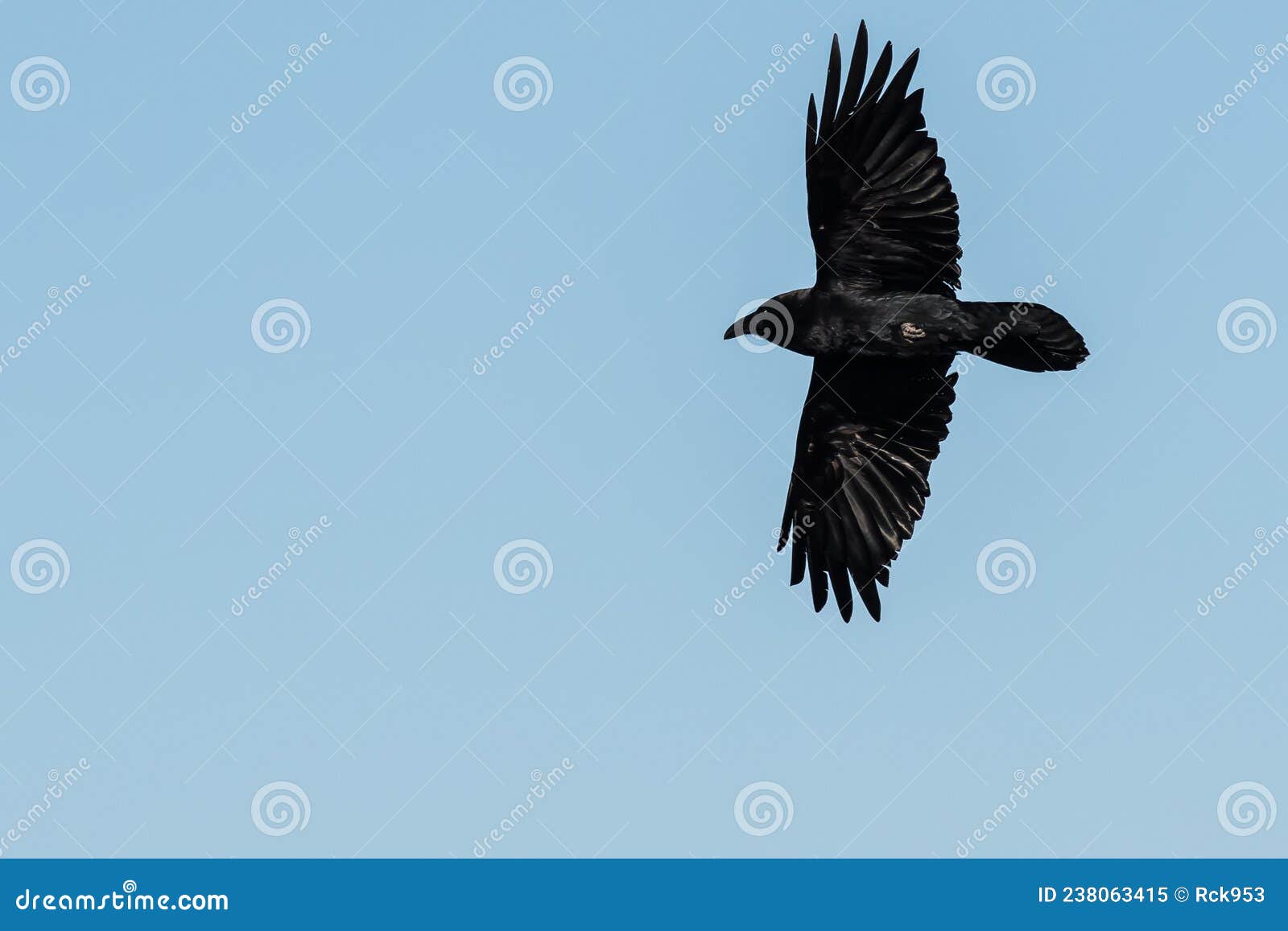 Common Black Raven Flying in a Blue Sky Stock Image - Image of soaring ...