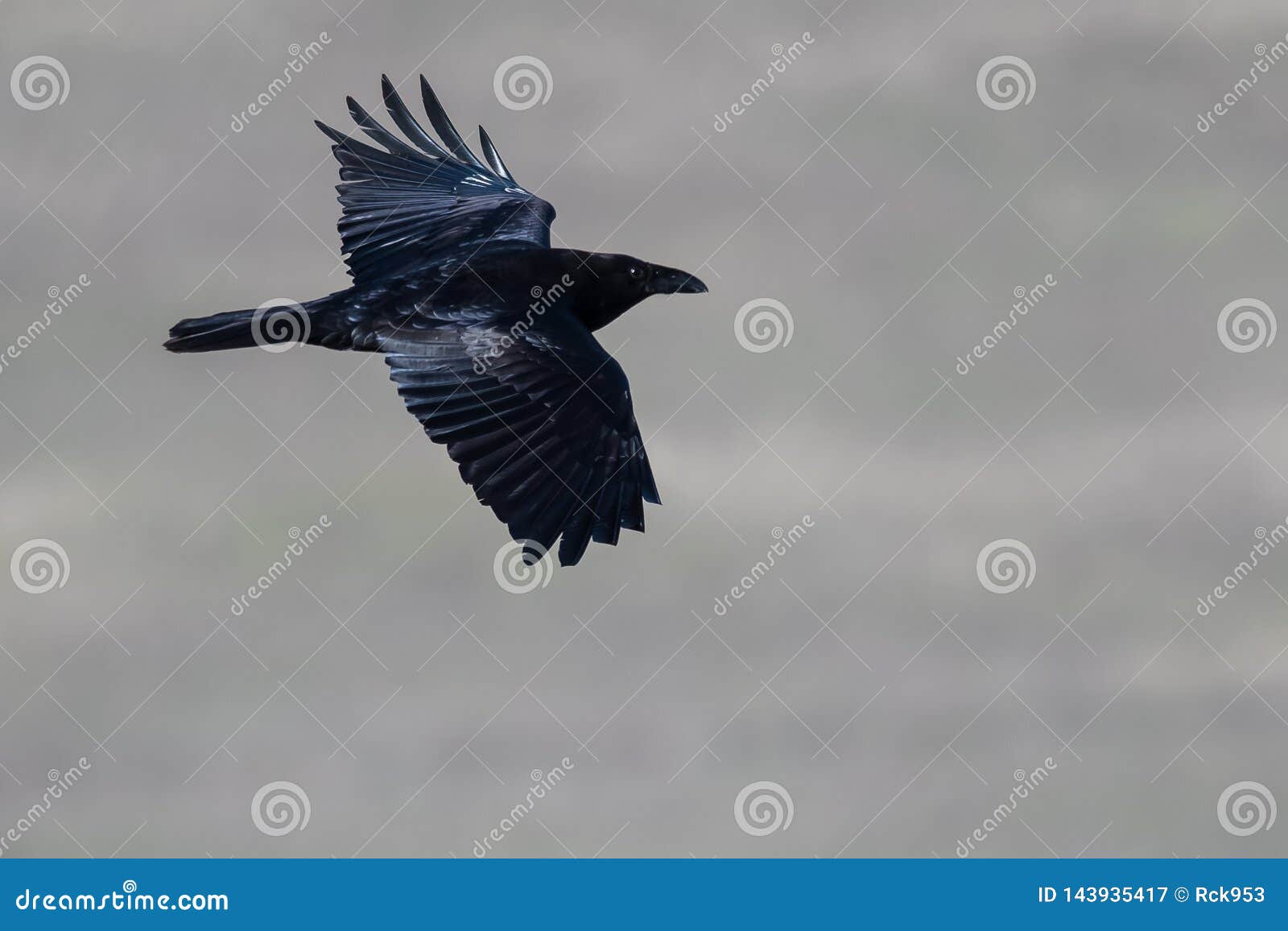 Common Raven Flying Over the Canyon Floor Stock Image - Image of ...