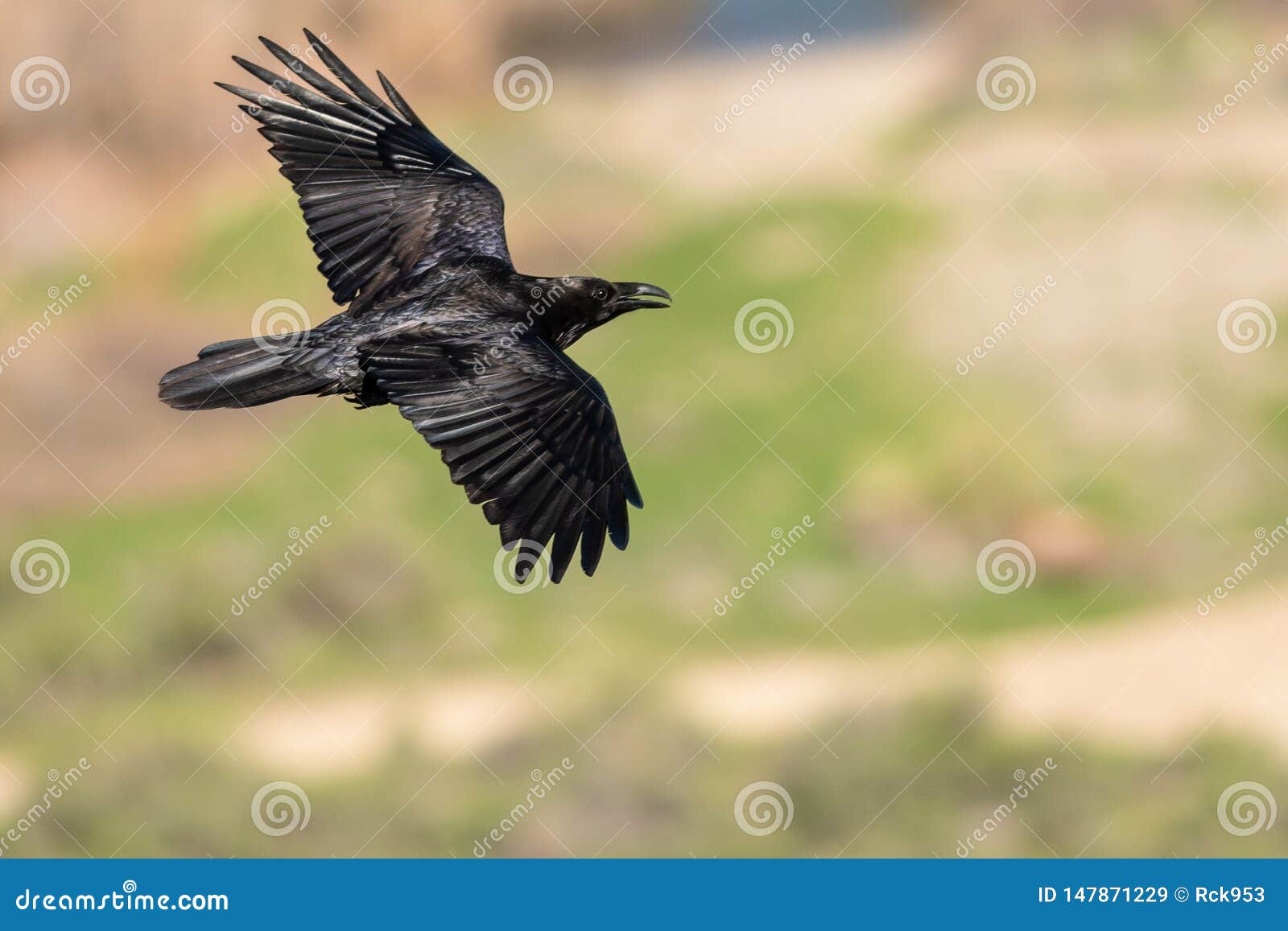 Common Black Raven Flying Over the Canyon Floor Stock Image - Image of ...