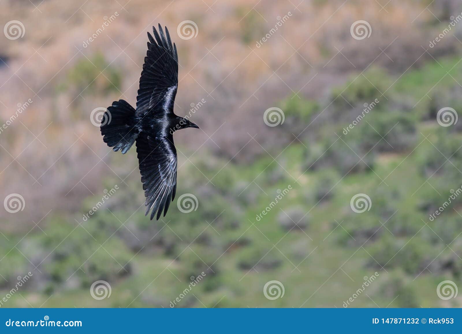 Common Black Raven Flying Over the Canyon Floor Stock Photo - Image of ...