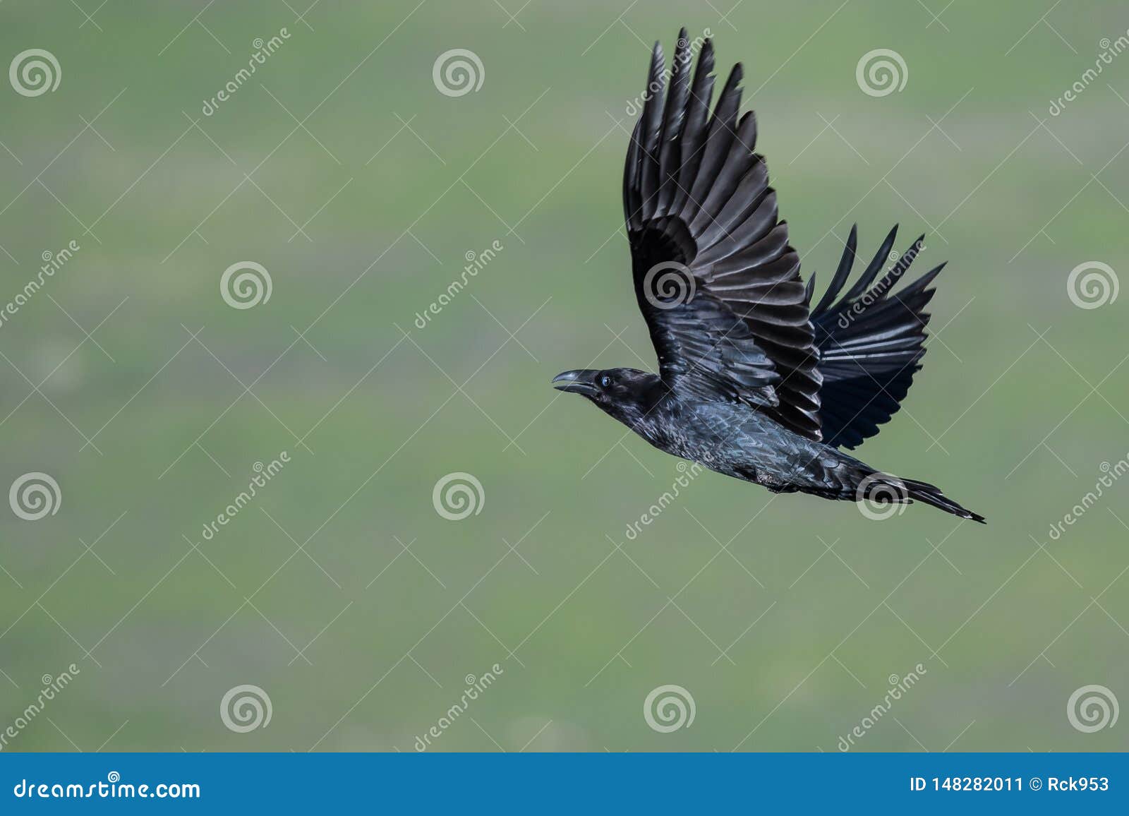 Common Black Raven Flying Over the Canyon Floor Stock Image - Image of ...