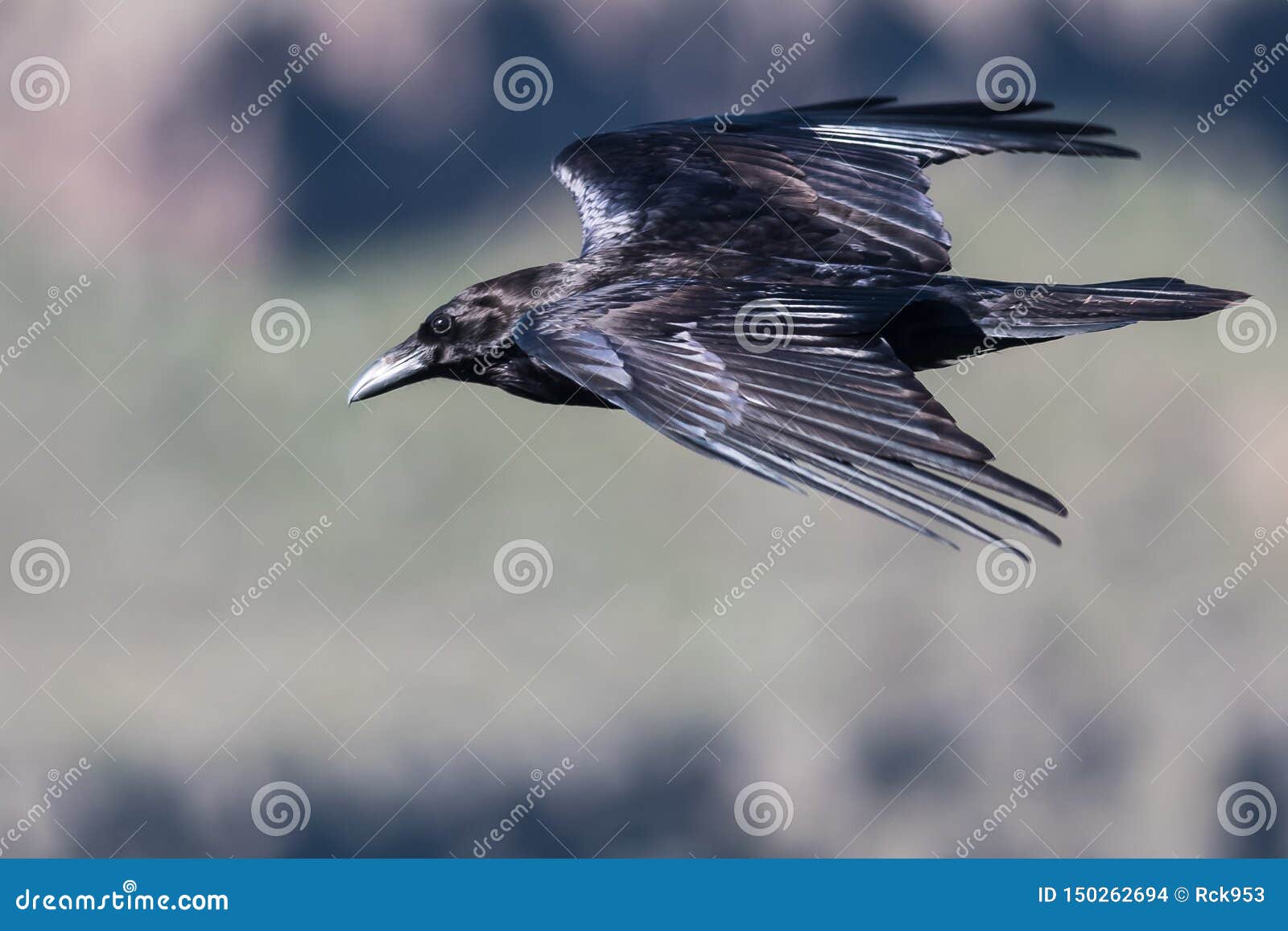 Common Black Raven Flying Over the Canyon Floor Stock Photo - Image of ...