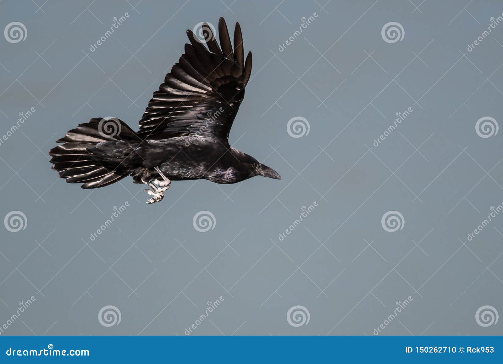 Common Black Raven Flying Over the Canyon Floor Stock Photo - Image of ...