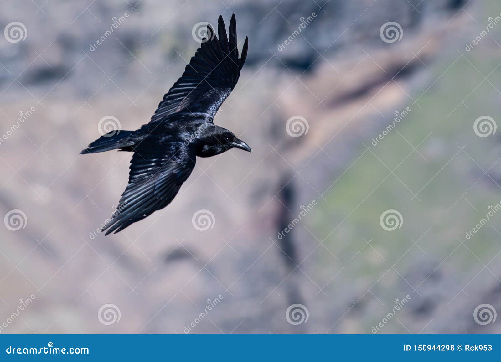 Common Black Raven Flying Over the Canyon Floor Stock Photo - Image of ...