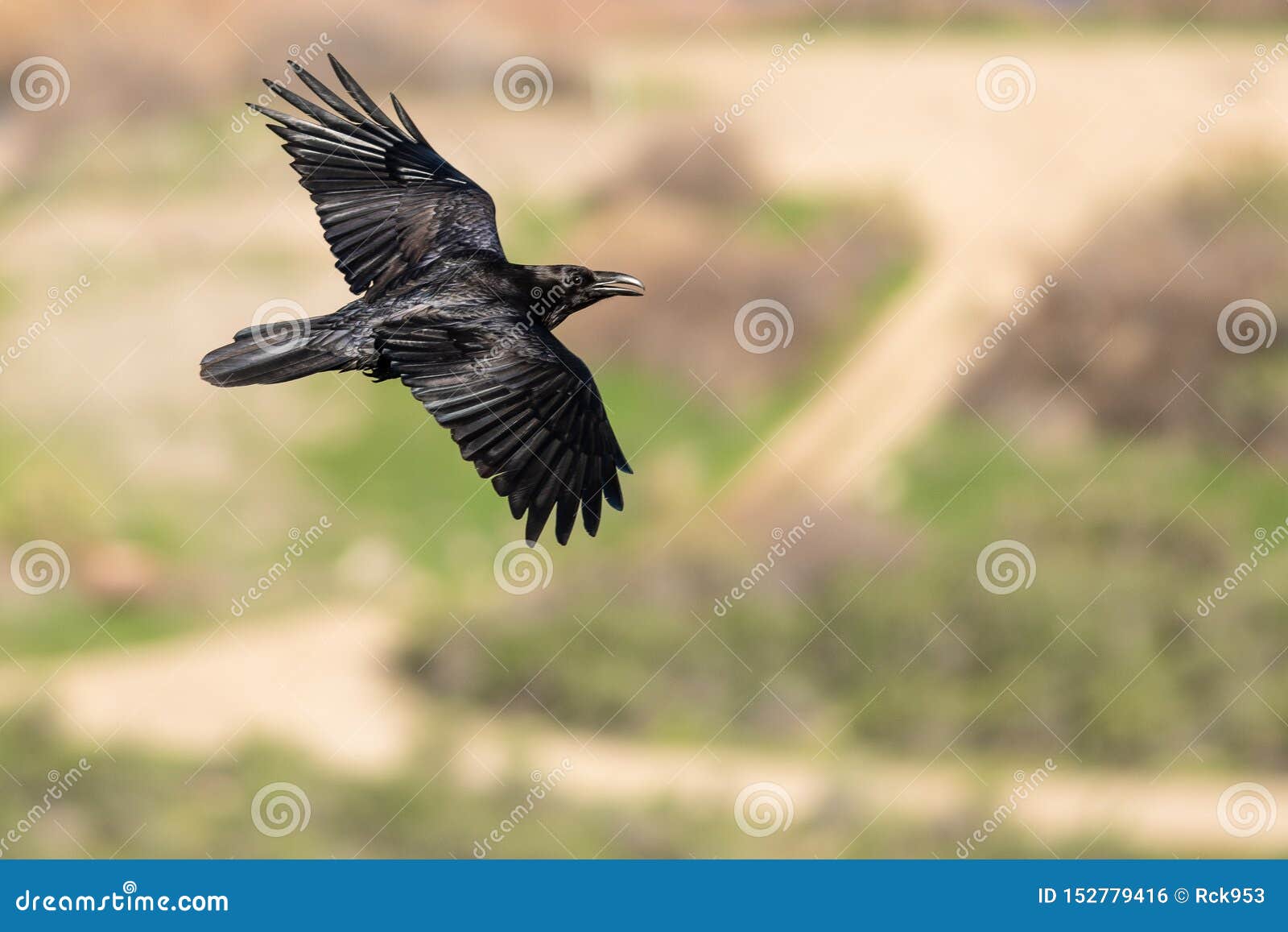Common Black Raven Flying Over the Canyon Floor Stock Photo - Image of ...