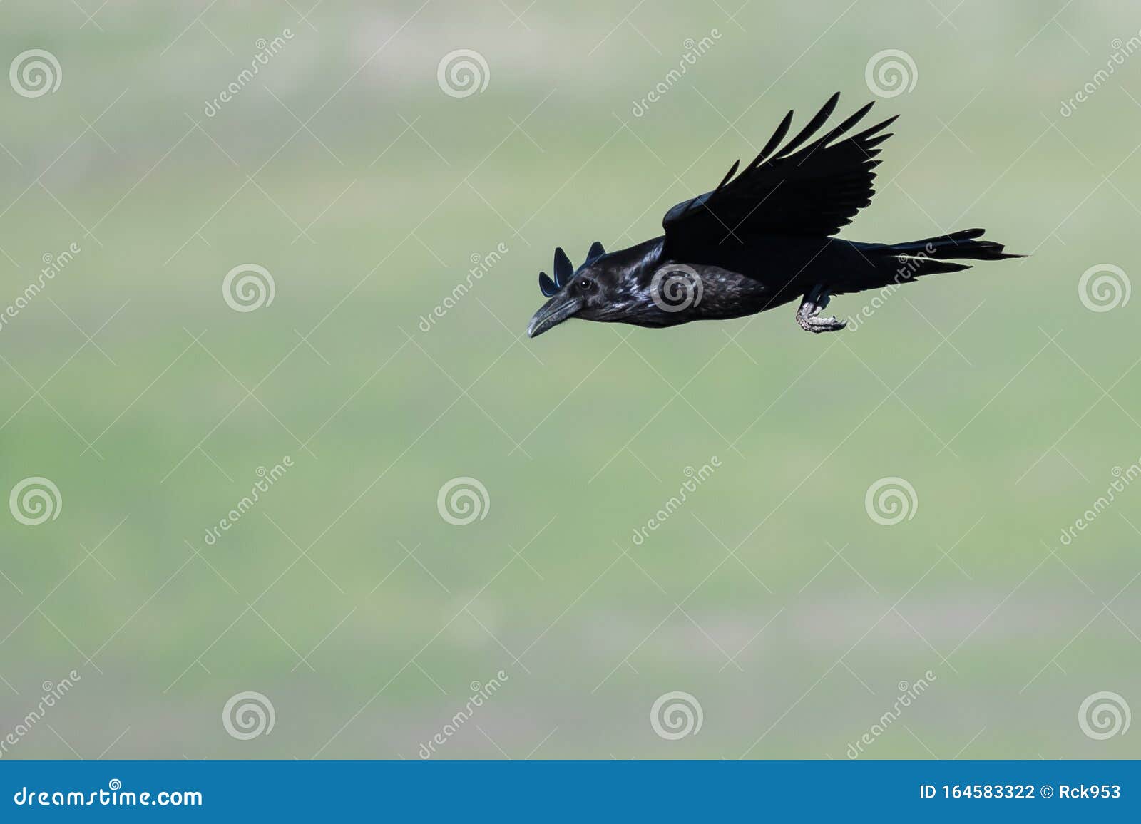 Common Black Raven Flying Over the Canyon Floor Stock Photo - Image of ...