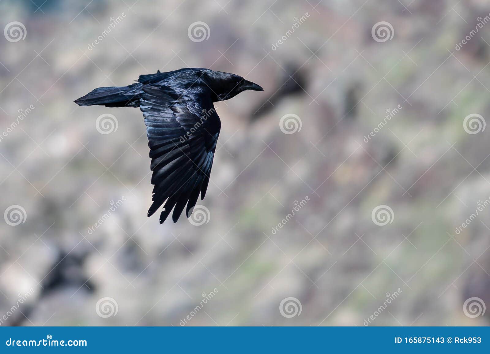 Common Black Raven Flying Over the Canyon Floor Stock Image - Image of ...