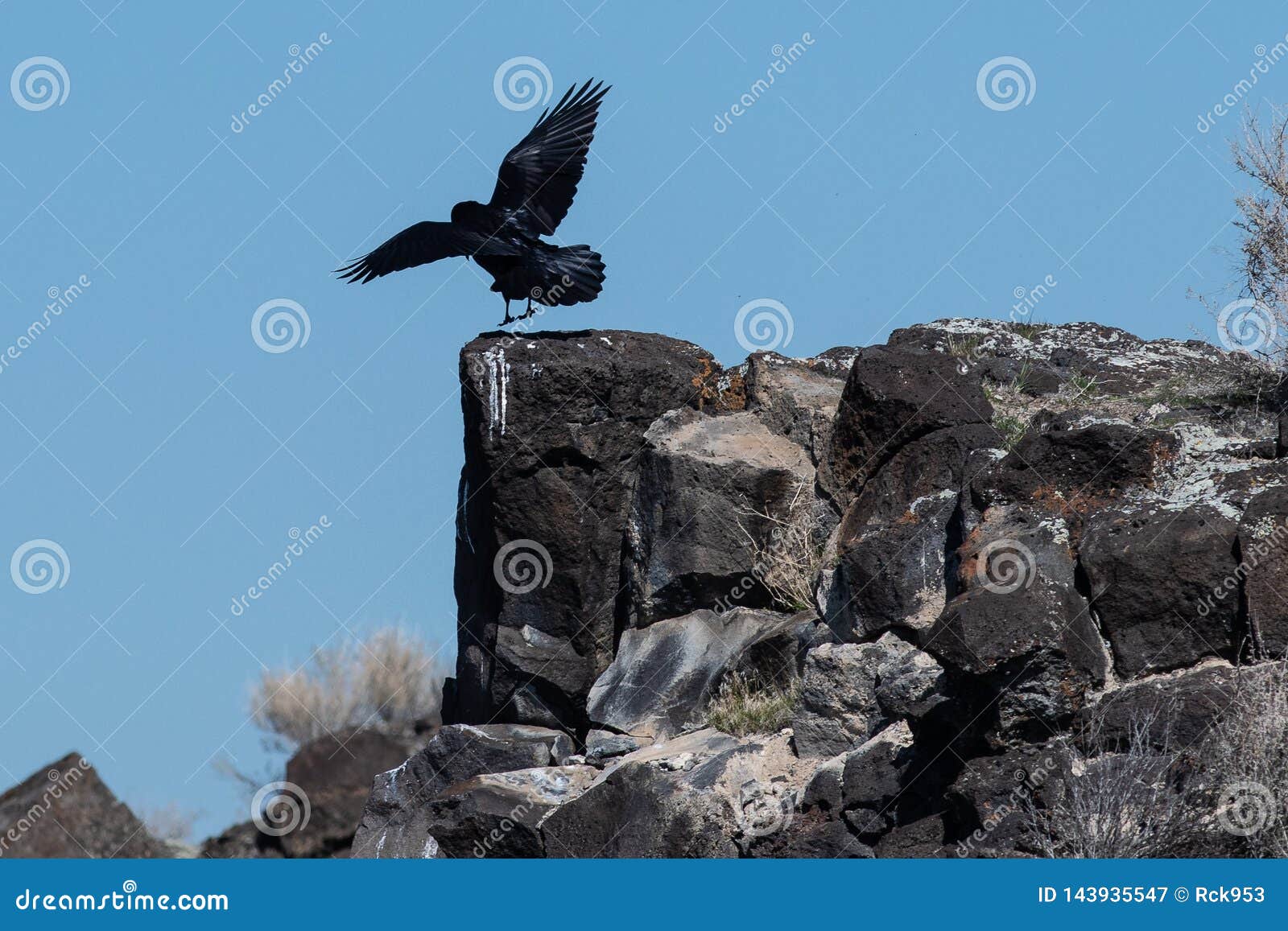 Common Black Raven Landing on the Rocky Canyon Ledge Stock Image ...