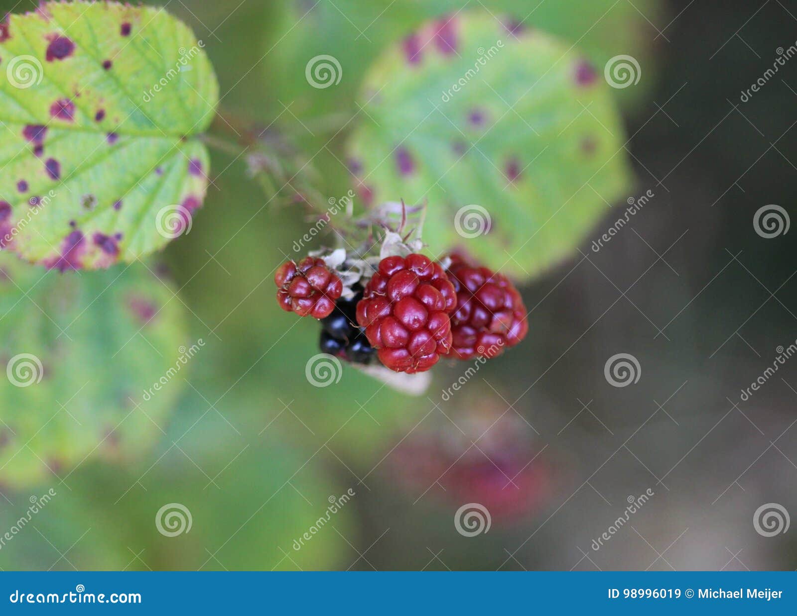Common Blackberry stock image. Image of foliage, fruit - 98996019