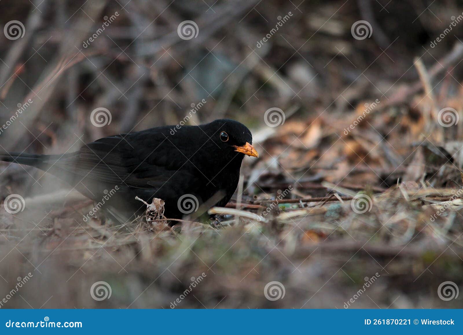 Common Blackbird on the Autumn Ground. Stock Image - Image of ...
