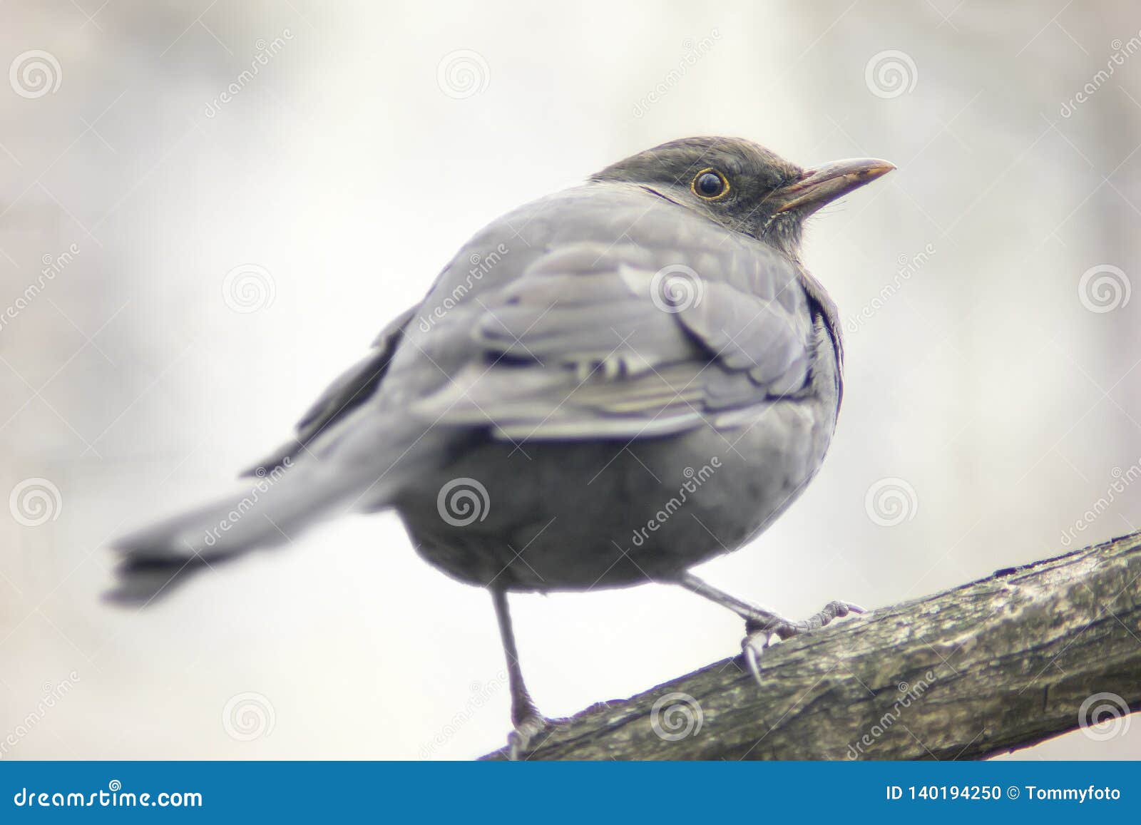 Common Blackbird from the Back Stock Photo - Image of sitting, eurasian ...