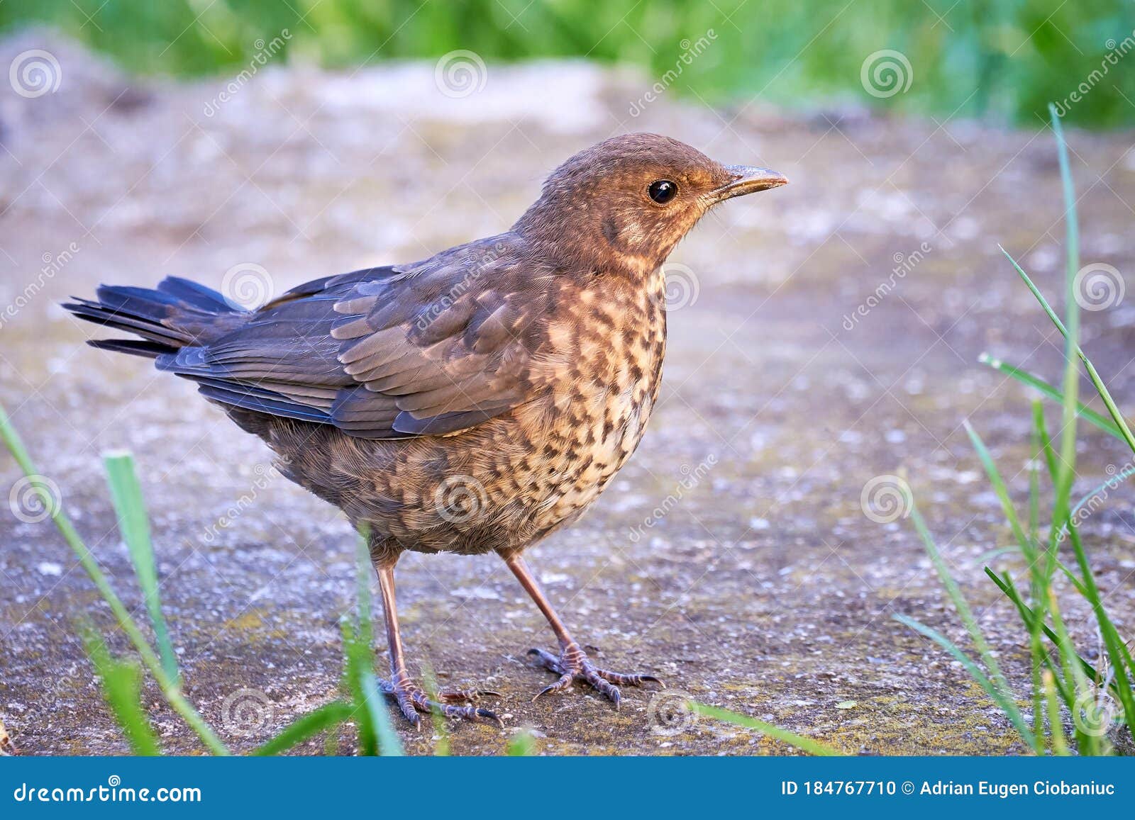 Common Blackbird Chick Fledgling Turdus Merula Stock Photo - Image of ...