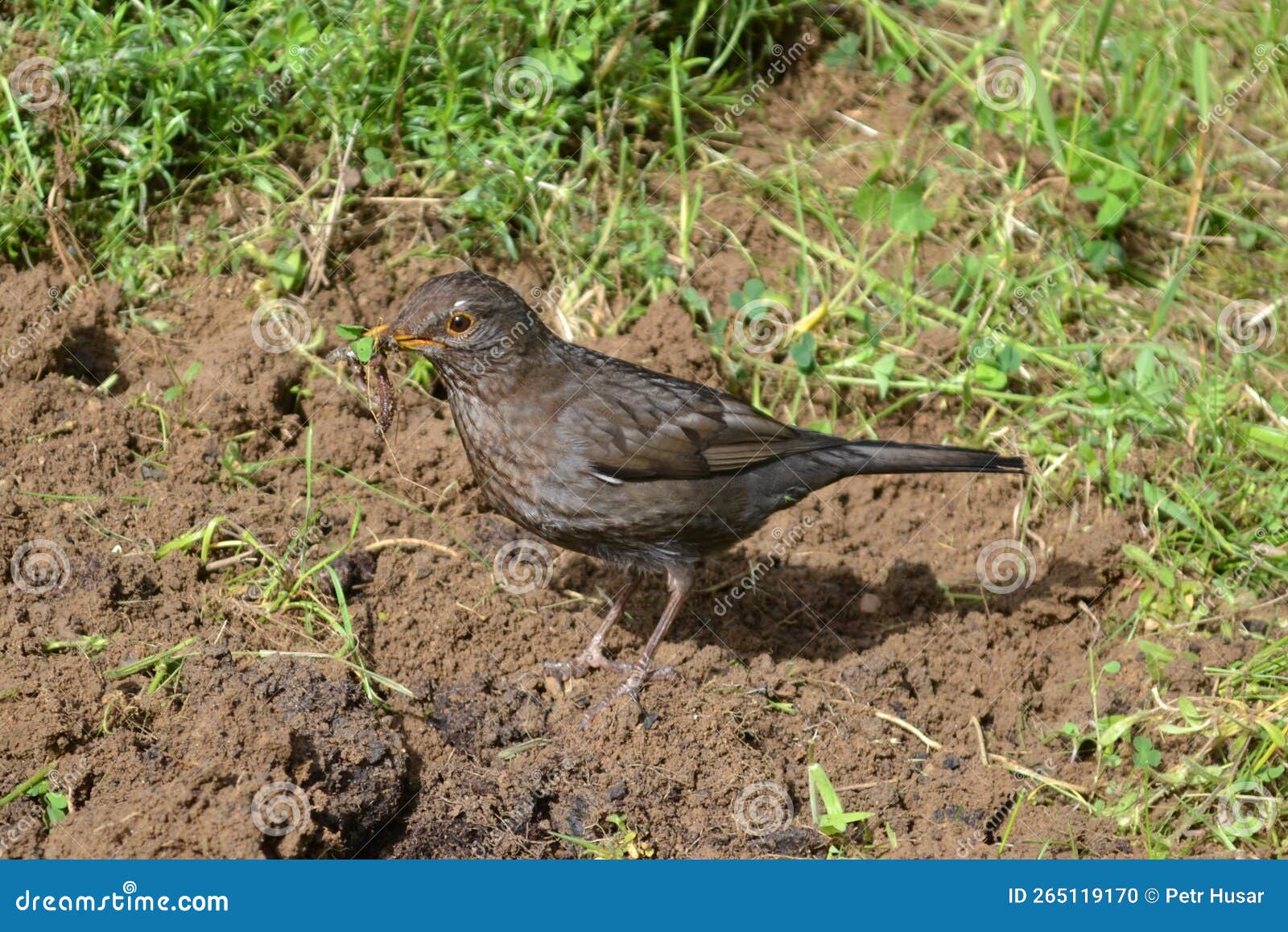 Common Blackbird Female with Worm Stock Photo - Image of animal, grass ...