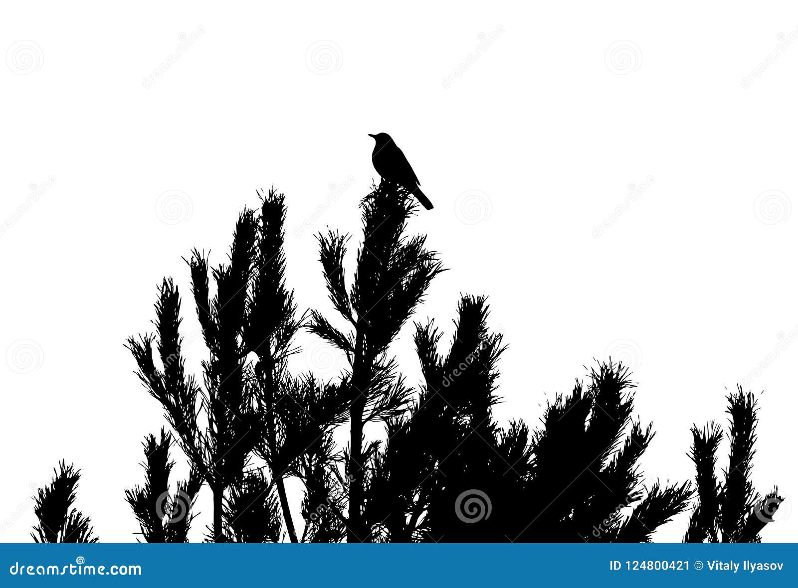 Common Blackbird on the Pine-tree Silhouette in Vector Stock Vector ...