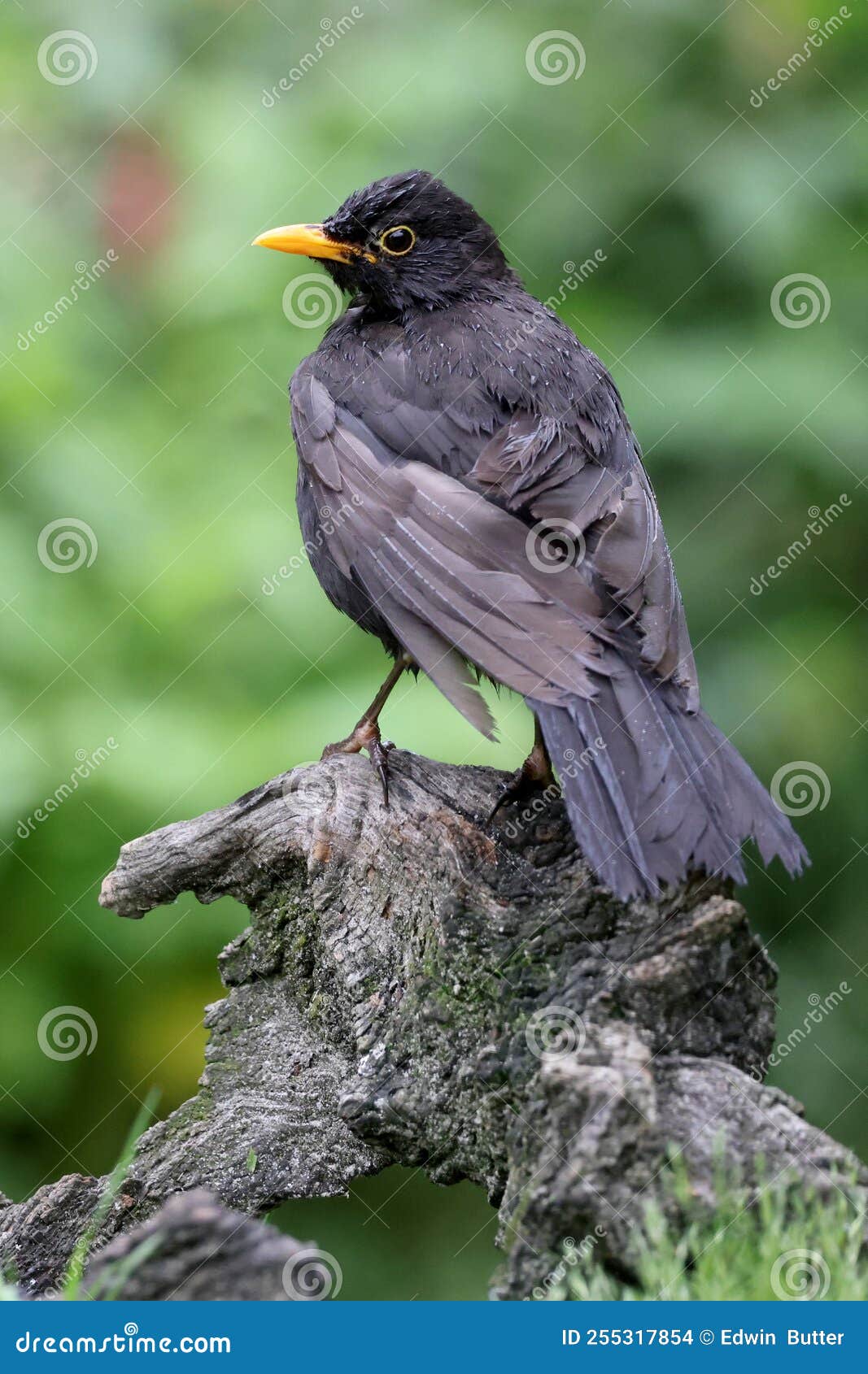 The common blackbird stock photo. Image of mallard, jackdaw - 255317854