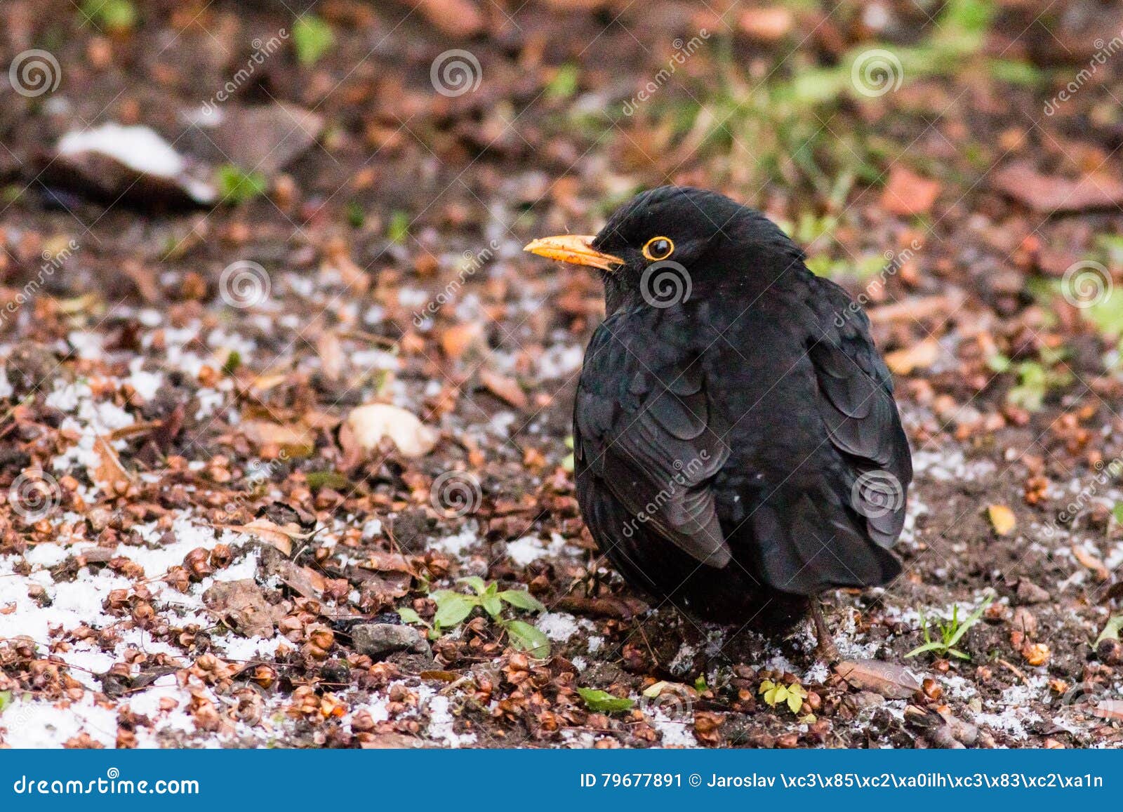 The Common Blackbird - Turdus Merula Stock Image - Image of common ...