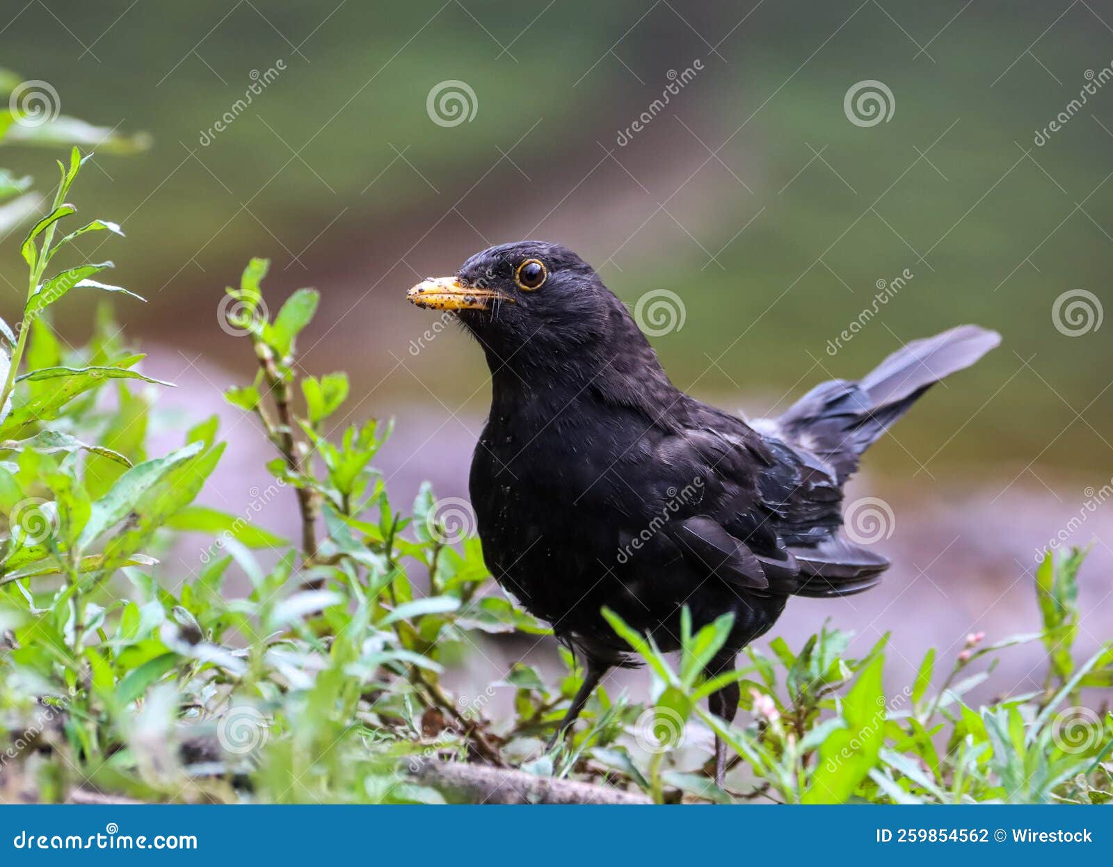 Common Blackbird (Turdus Merula) on a Branch Stock Photo - Image of ...
