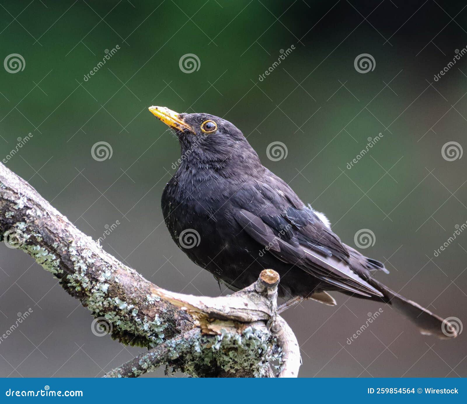 Common Blackbird (Turdus Merula) on a Branch Stock Photo - Image of ...
