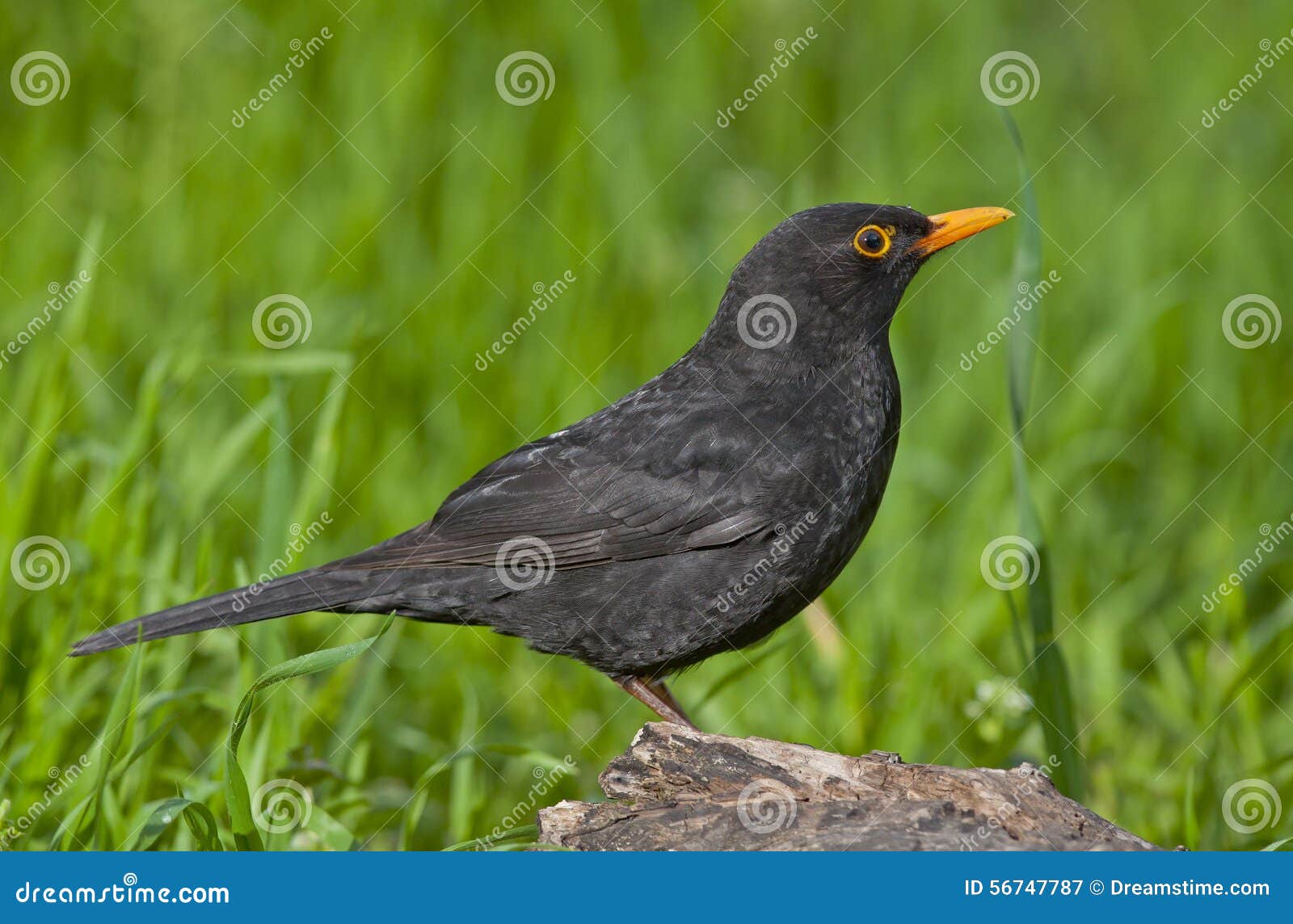 Common Blackbird (Turdus Merula) Stock Image - Image of animal ...